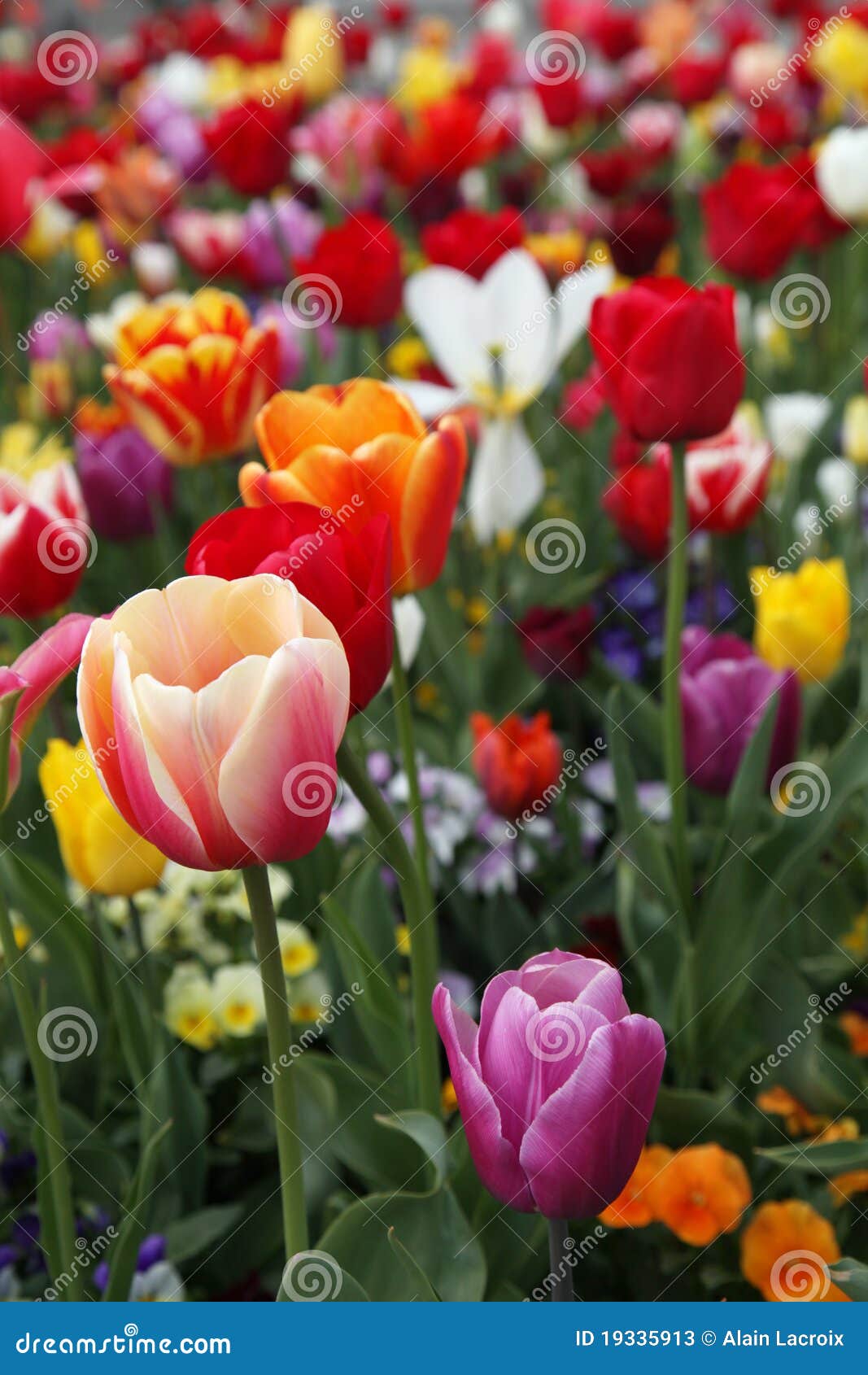 Colorful tulips stock image. Image of picturesque, flowers - 19335913