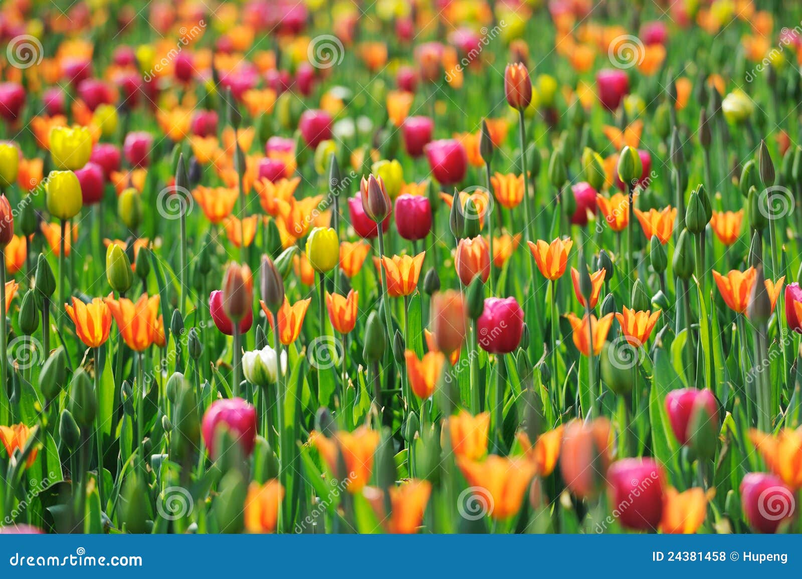 Colorful Tulips stock photo. Image of blowing, floral - 24381458