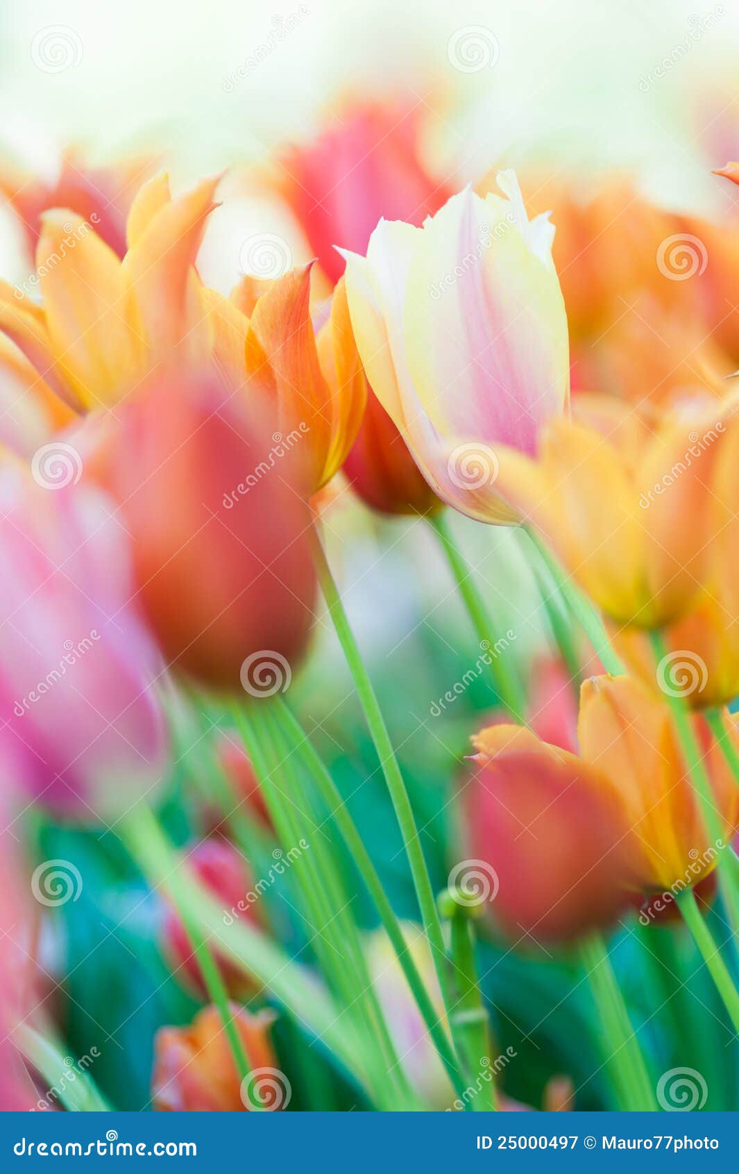 Colorful tulips stock image. Image of colors, outdoor - 25000497