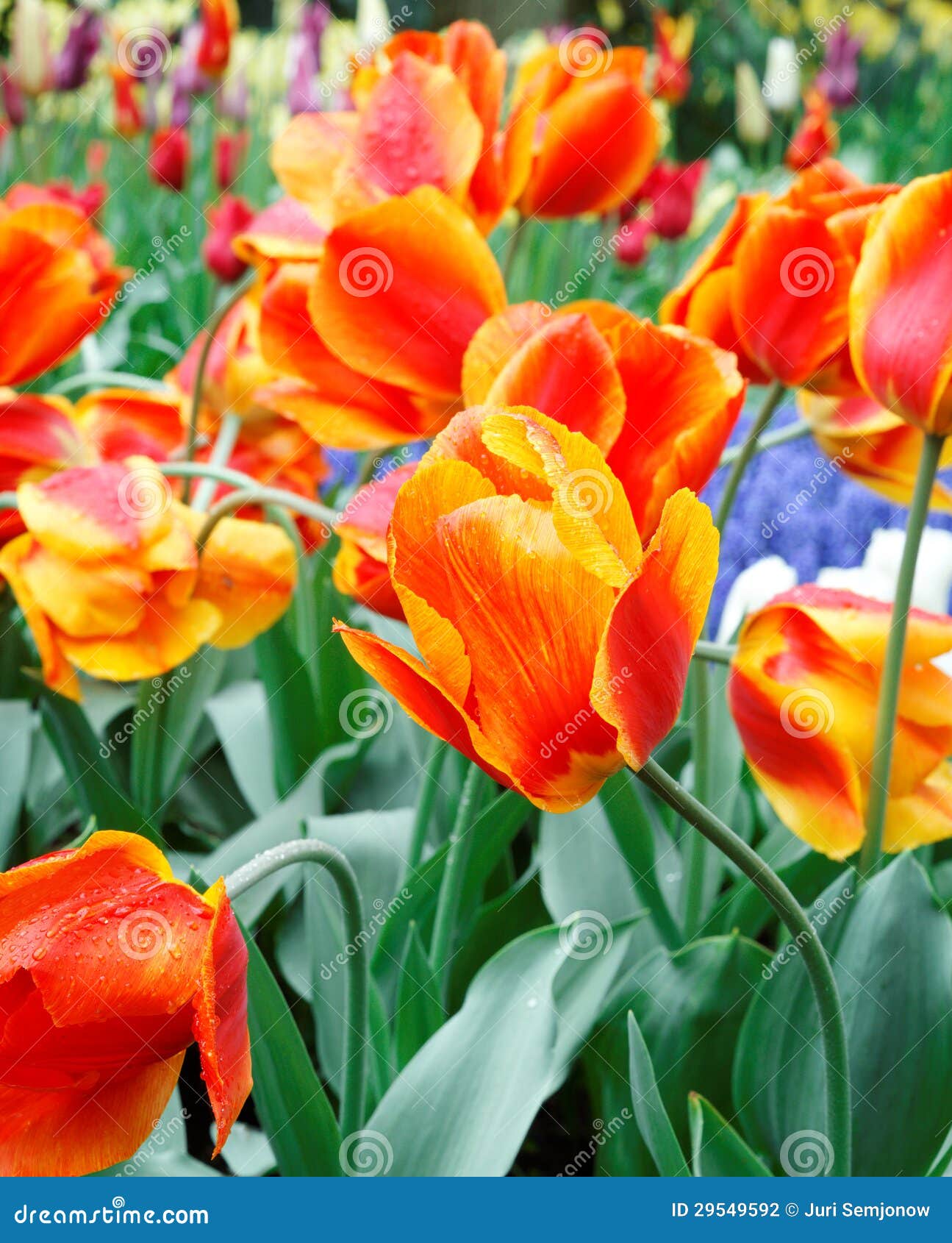 Colorful Tulips. stock photo. Image of outdoors, national - 29549592