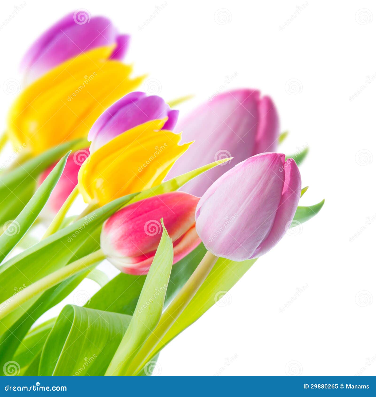 Colorful tulips stock image. Image of bouquet, fresh - 29880265