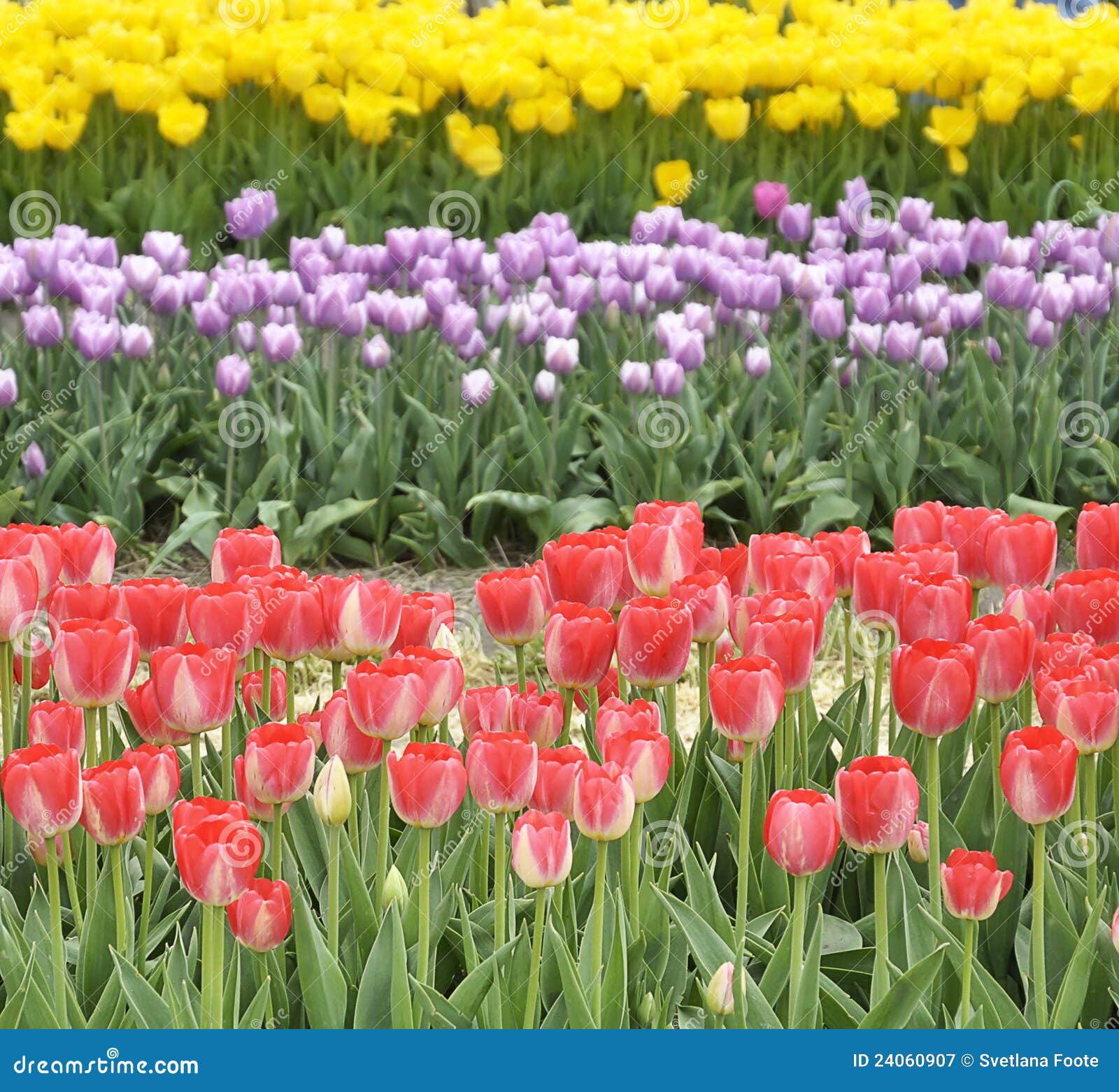 Colorful Tulips Field stock image. Image of field, closeup - 24060907