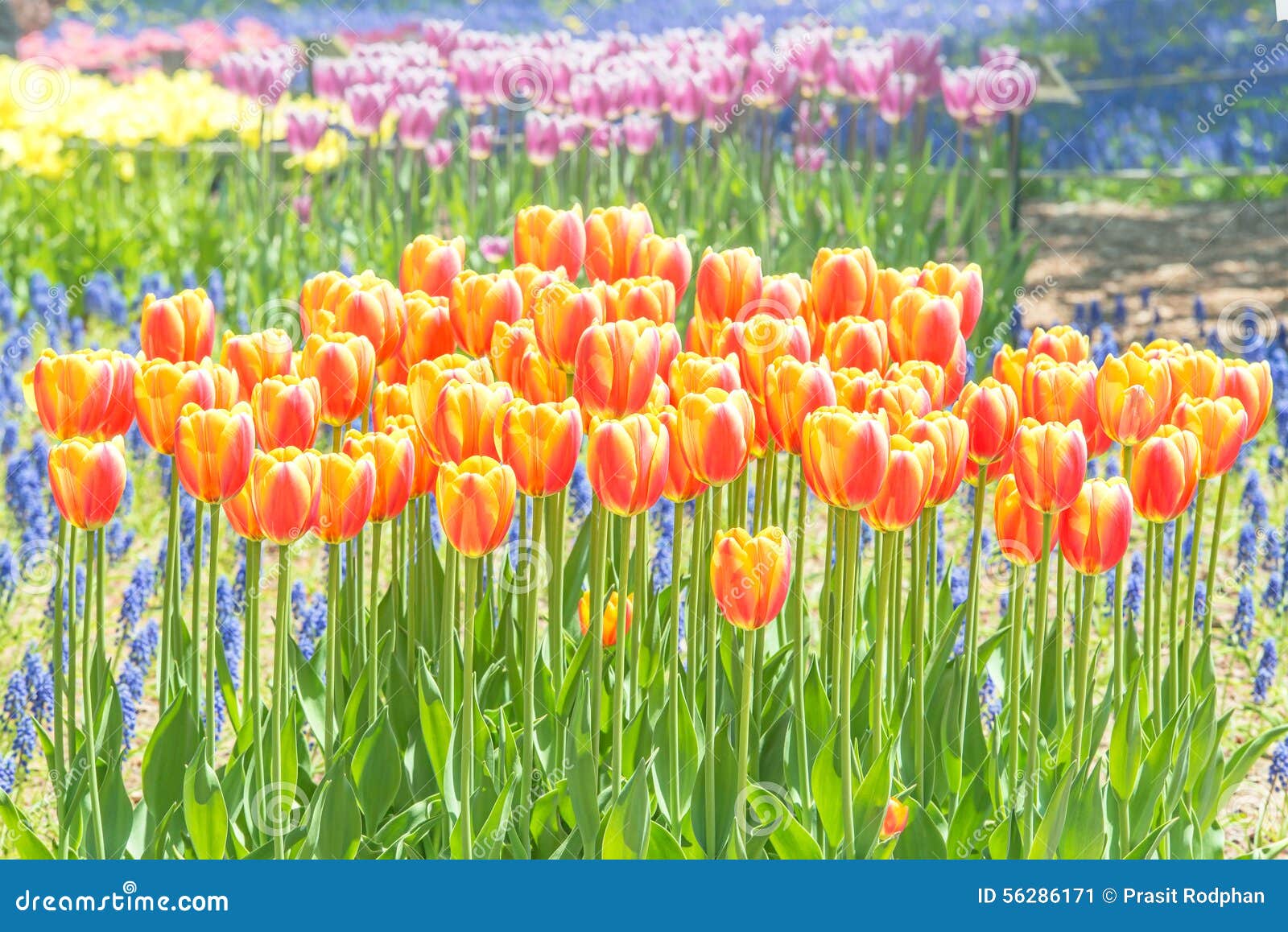 Colorful Tulips in Flower Garden Stock Image - Image of plant, garden ...