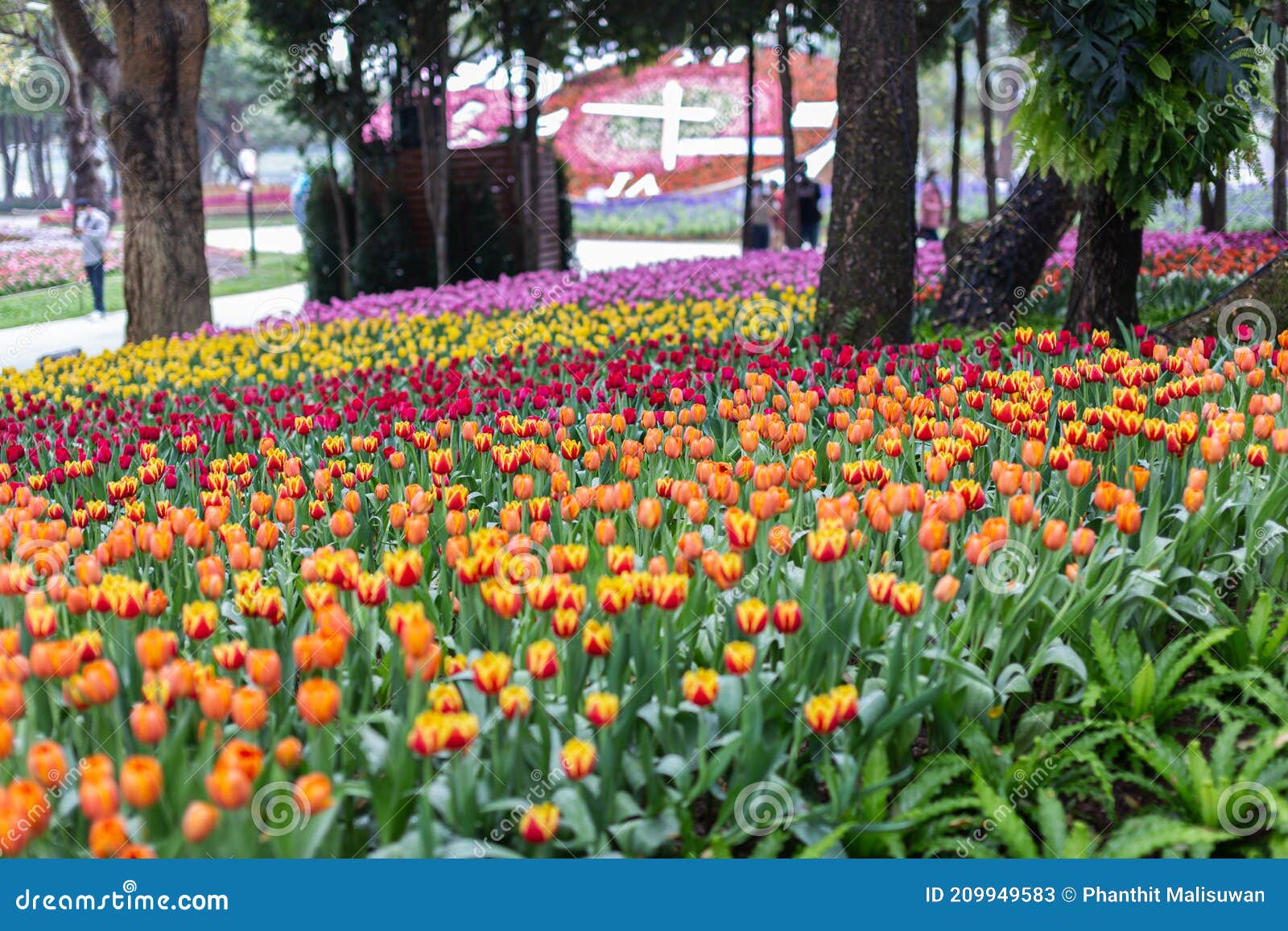 Colorful Tulips Flower on a Windy Spring Day Stock Image - Image of ...