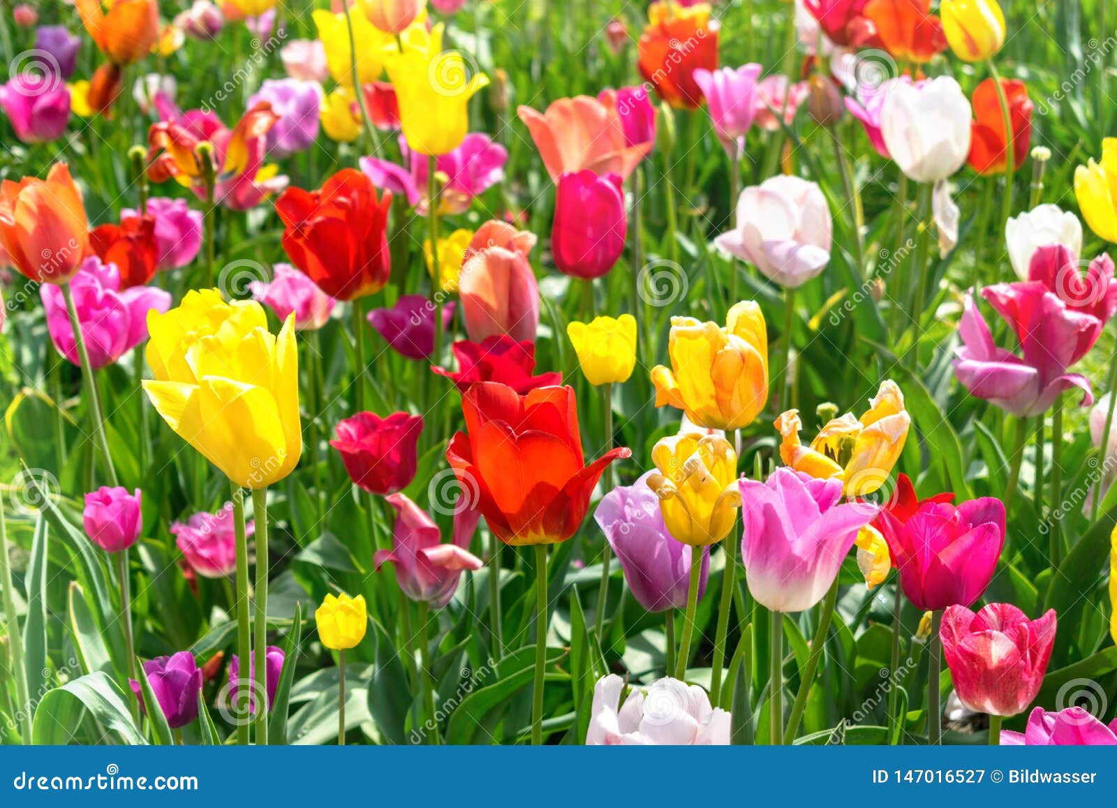 Colorful Tulips in the Park - Spring Landscape Stock Image - Image of ...