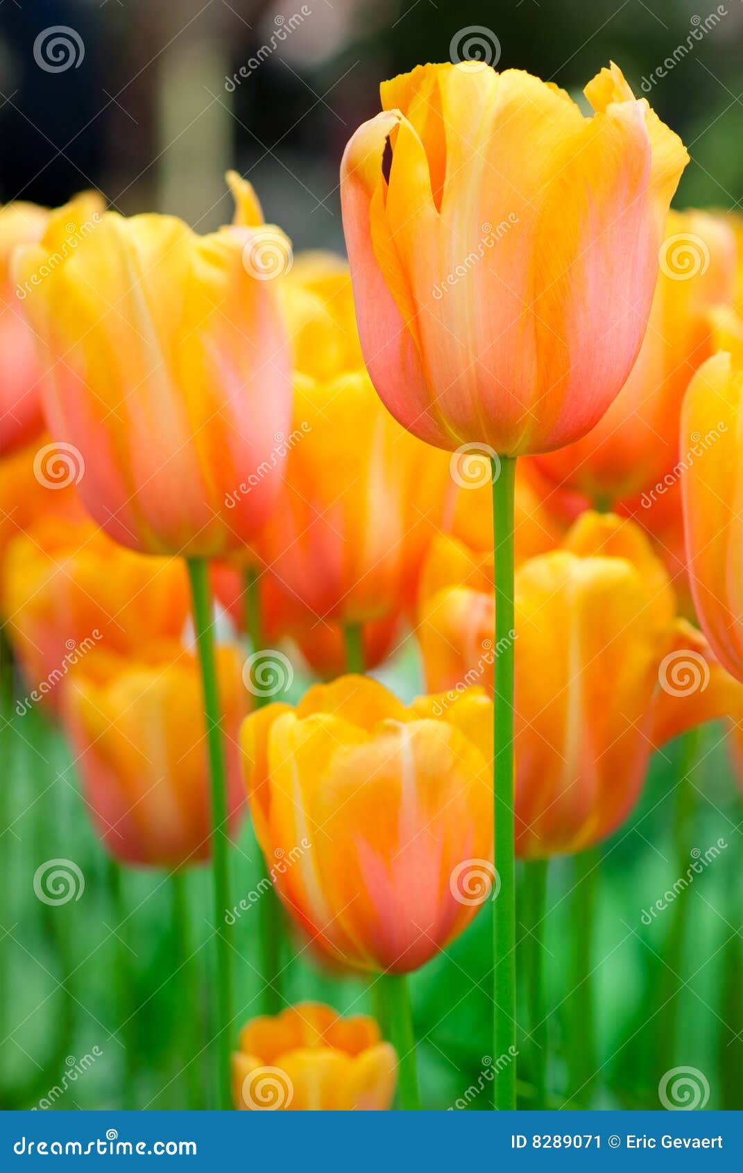 Colorful tulips in spring stock image. Image of lisse - 8289071