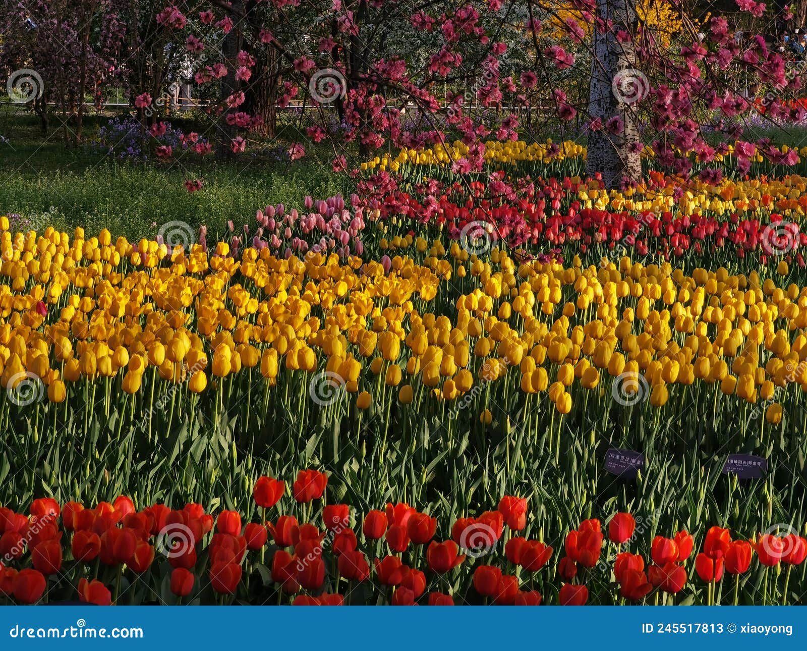 Colorful Tulips, Spring Season Stock Image - Image of tulip, spring ...