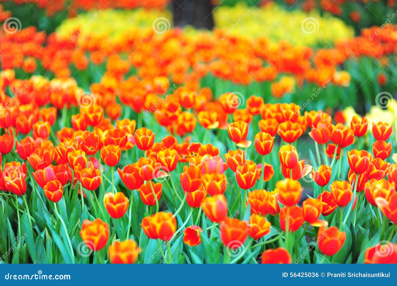 Colorful Tulips, Tulips in Spring Stock Photo - Image of multicolored ...
