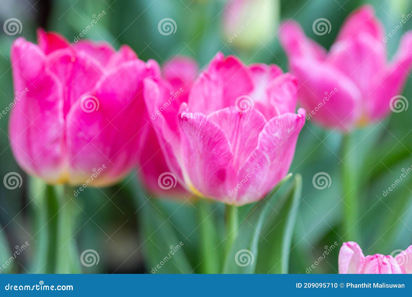 Colorful Tulips on a Windy Spring Day Stock Photo - Image of green ...