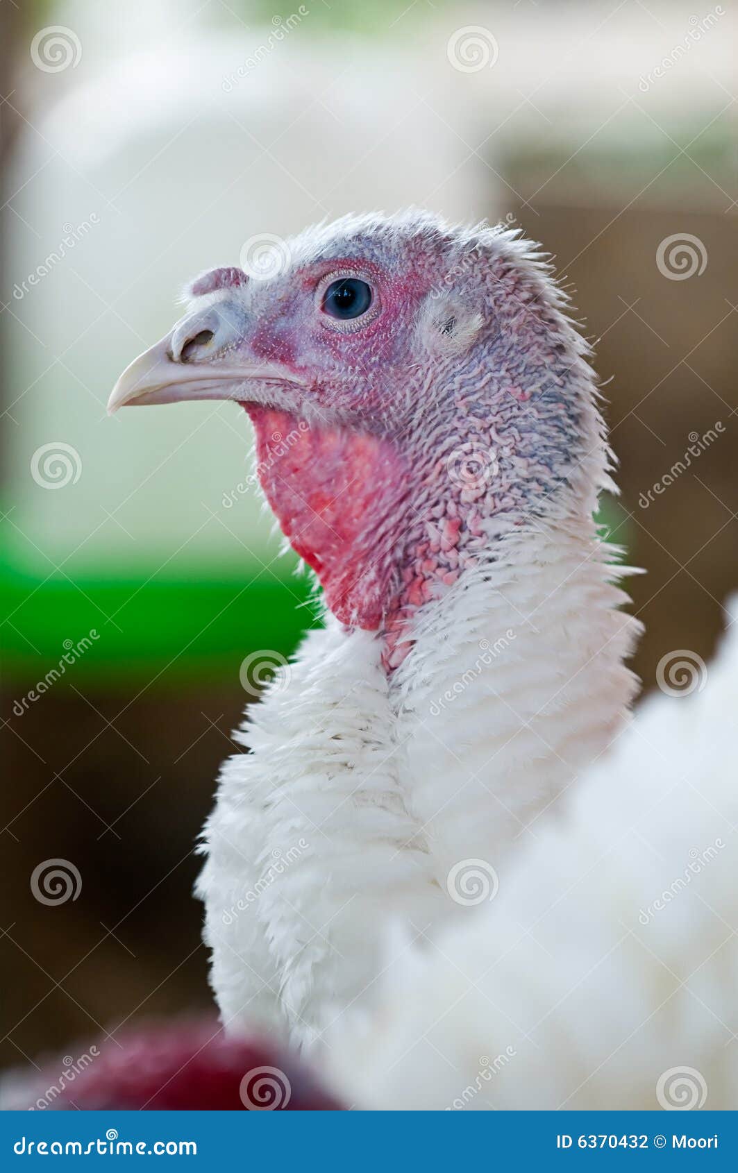 Colorful turkey stock photo. Image of crest, feathered - 6370432