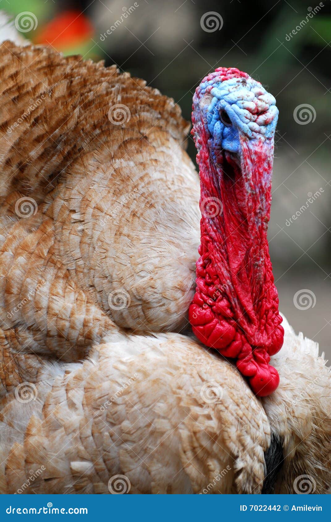 Colorful turkey stock photo. Image of poultry, tasty, black - 7022442