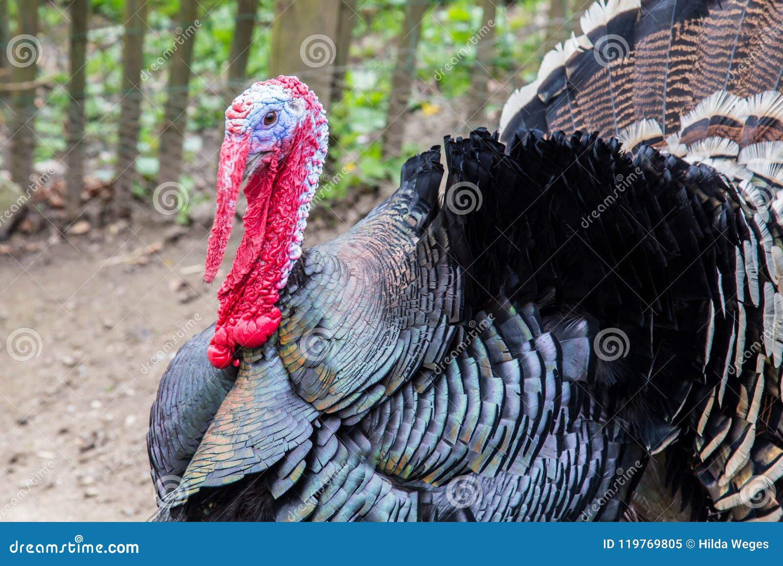 Close-up of a Colorful Turkey Stock Image - Image of agriculture, meat ...