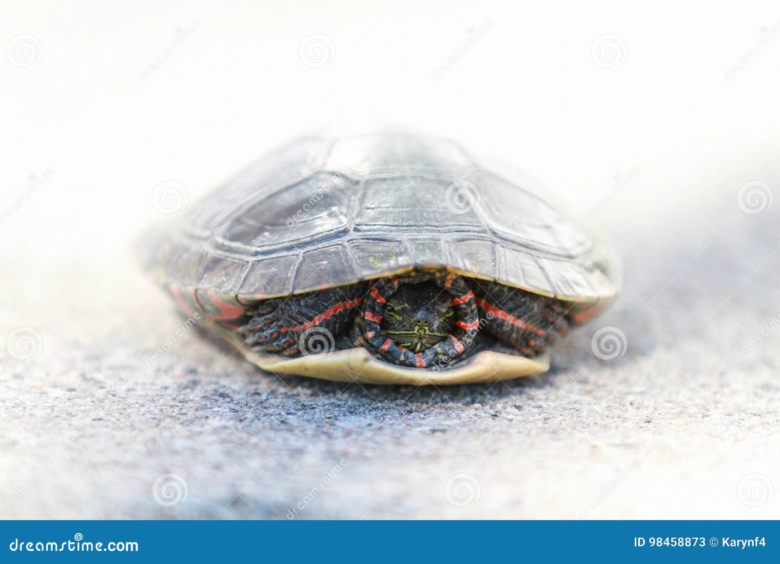 Painted Turtle Hiding in Shell Stock Image - Image of eyes, waiting ...