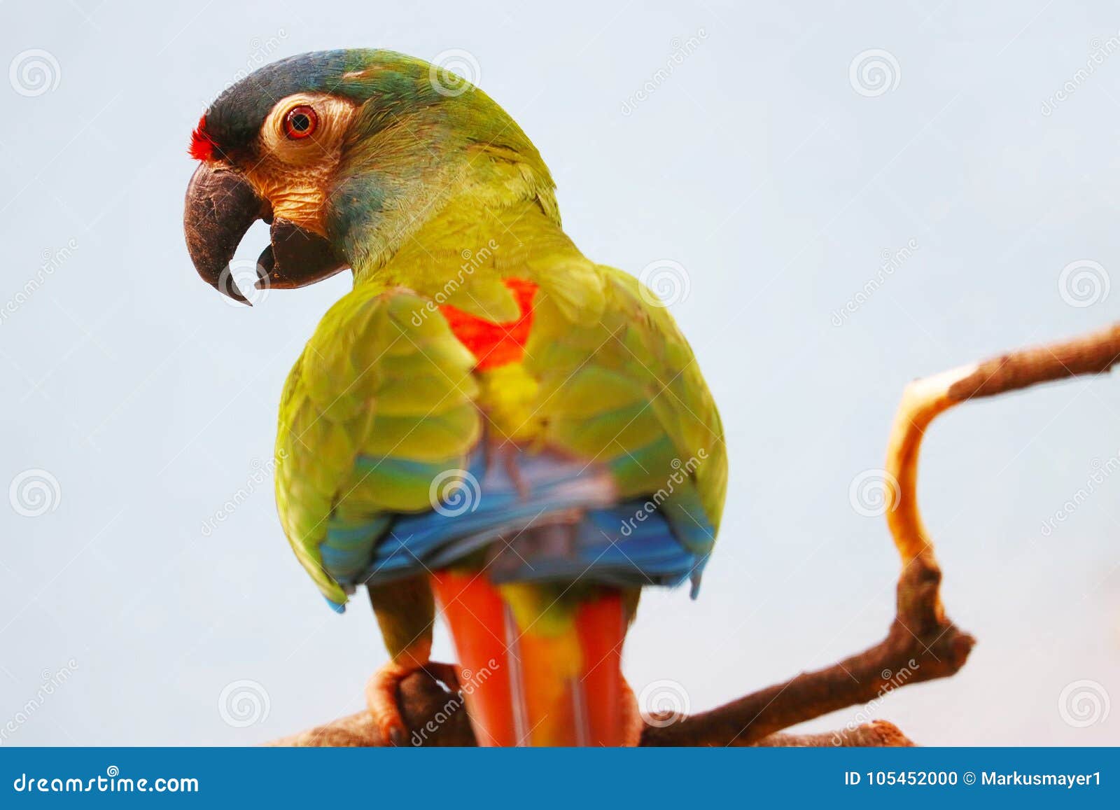 Colorful Twittering Maracana Parrot Primolius Maracana in Back View ...