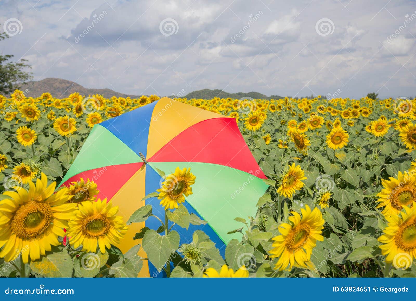 Colorful Umbrella in Sunflower Field Stock Image - Image of sunset ...