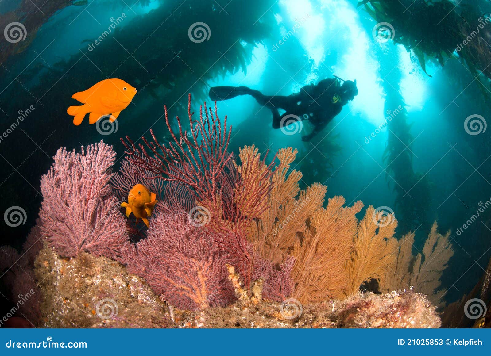 Colorful underwater reef stock image. Image of colorful - 21025853