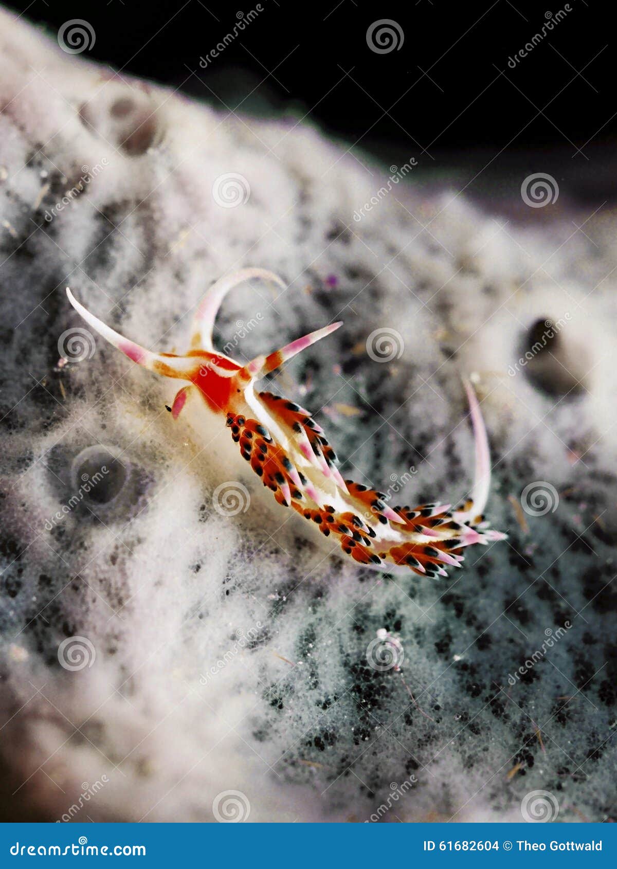 Colorful Underwater Sea Life Stock Photo - Image of creature, white ...