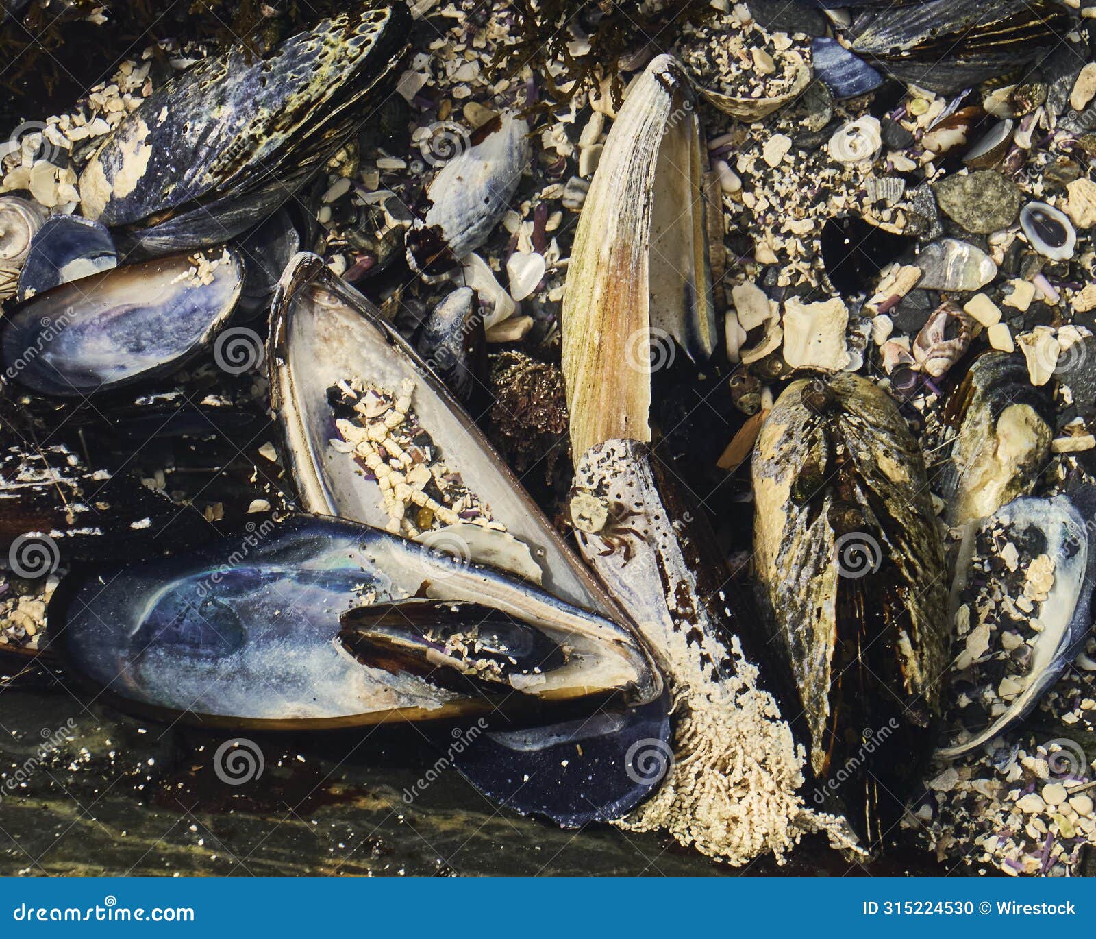 A Colorful Underwater Tidal Pool Full of Large Mussel Shells. Stock ...