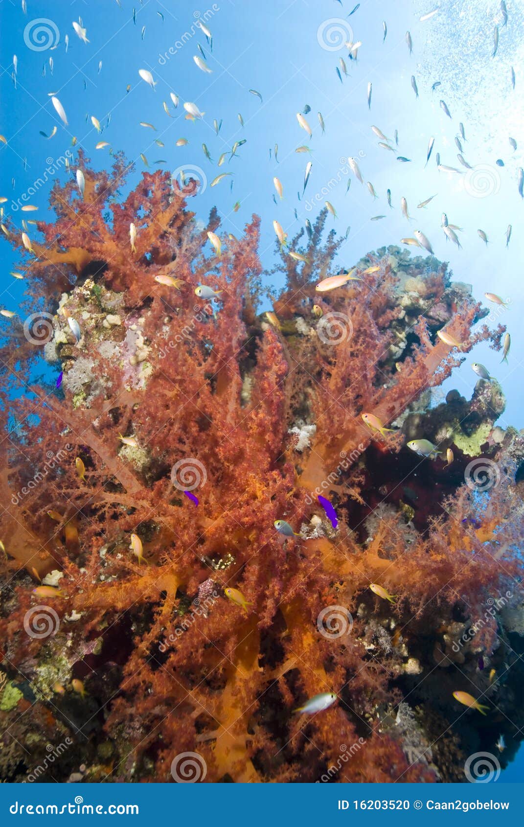 Colorful Underwater Tropical Reef Scene. Stock Photo - Image of corals ...
