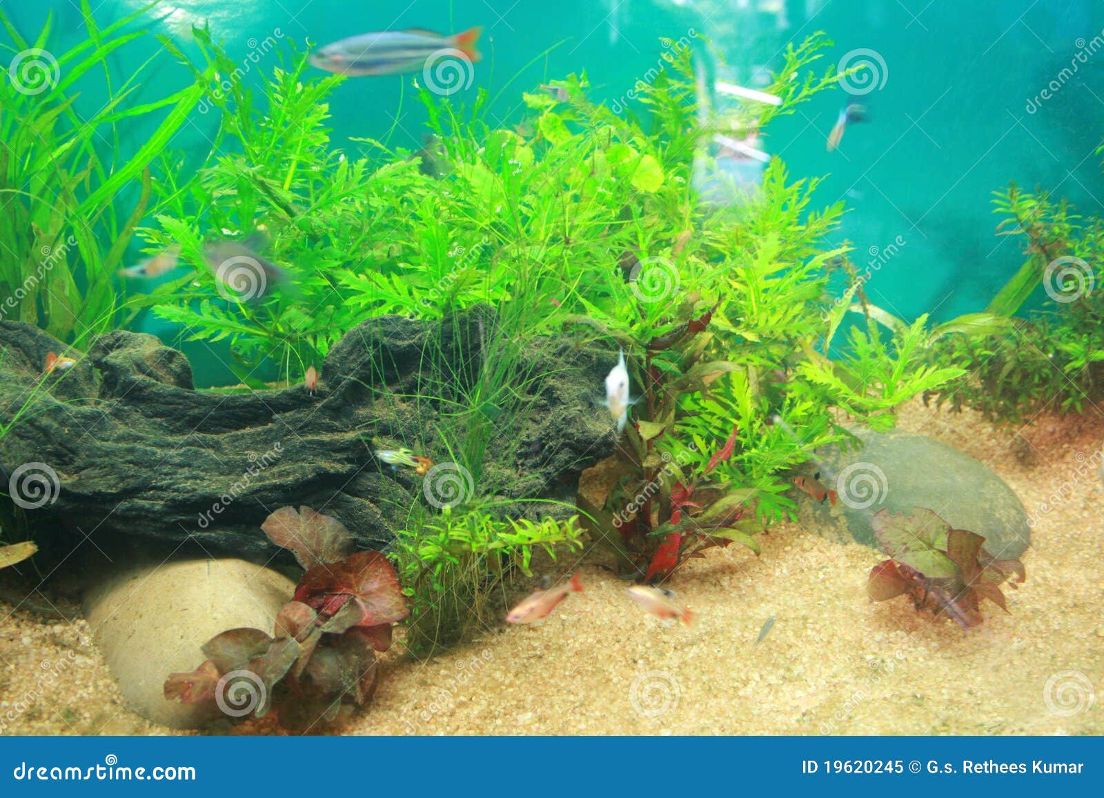 Colorful underwater world stock image. Image of beautiful - 19620245