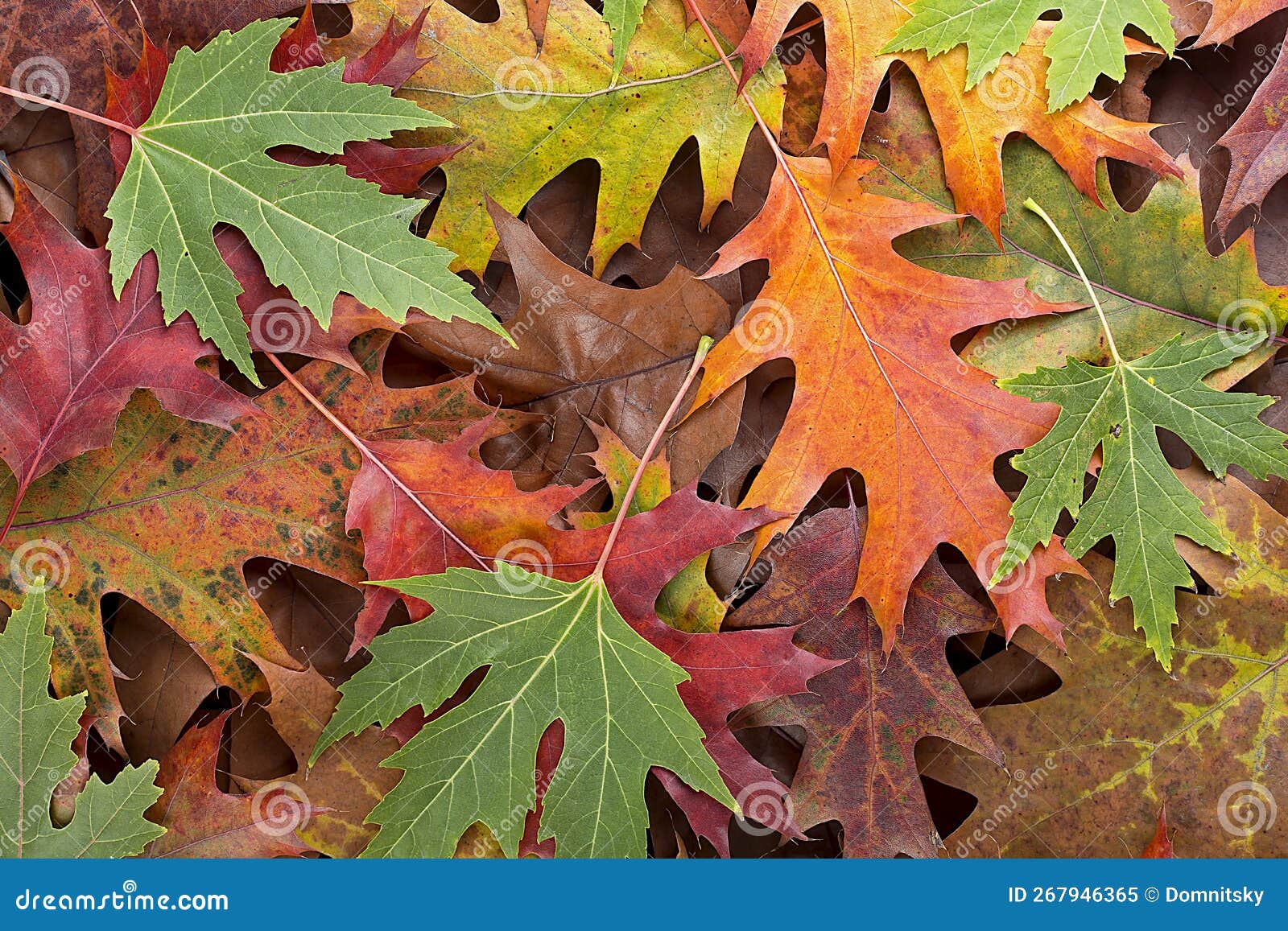 Colorful Various Autumn Fallen Leaves on the Ground. October Autumn ...