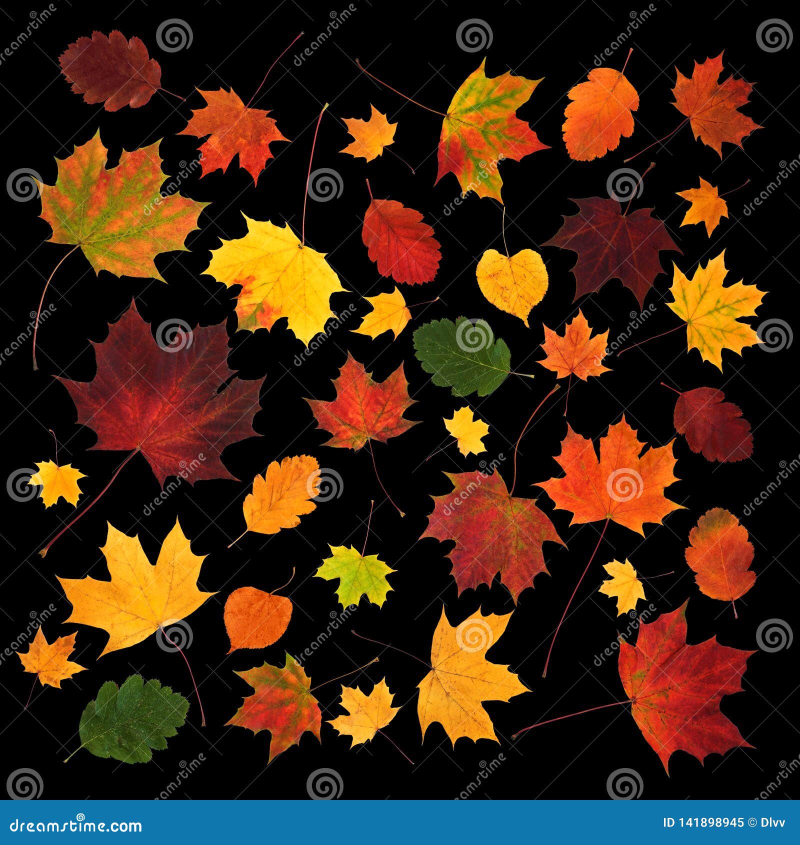 Colorful Various Fall Leaves Abstract Composition Stock Image - Image ...