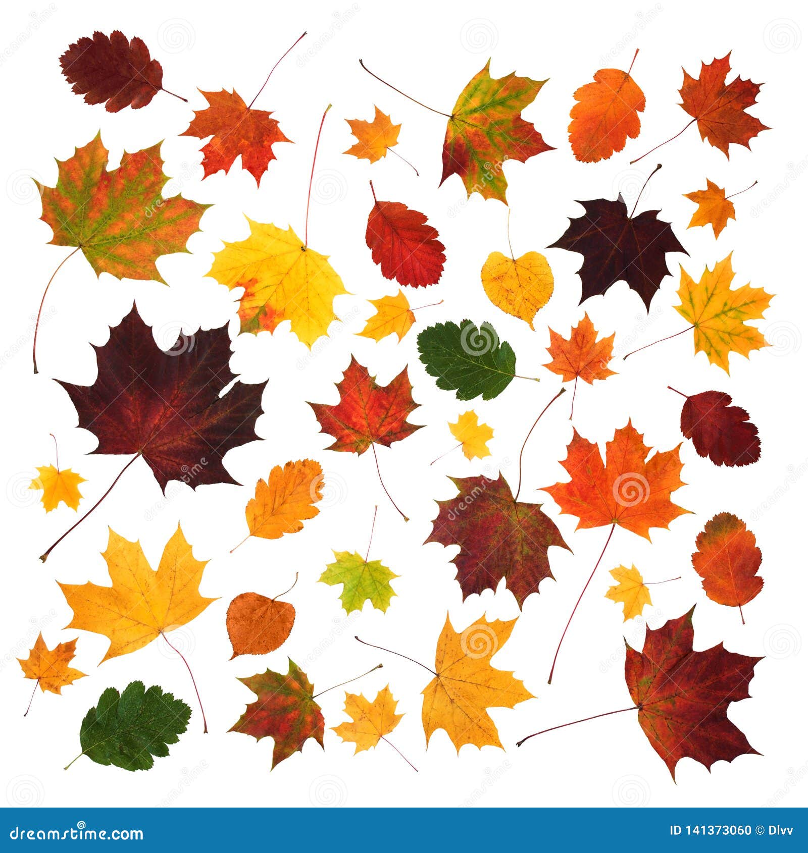 Colorful Various Fall Leaves Abstract Composition Isolated Stock Photo ...