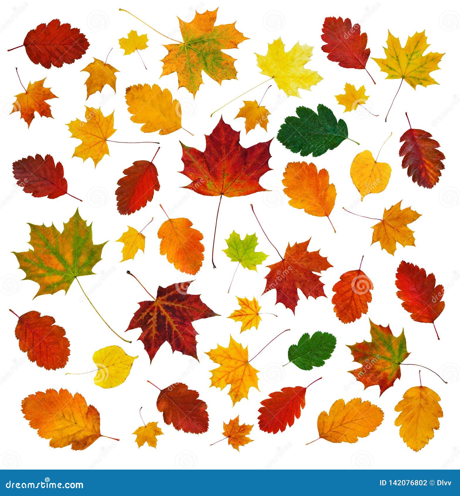 Colorful Various Fall Leaves Abstract Composition Isolated on White ...