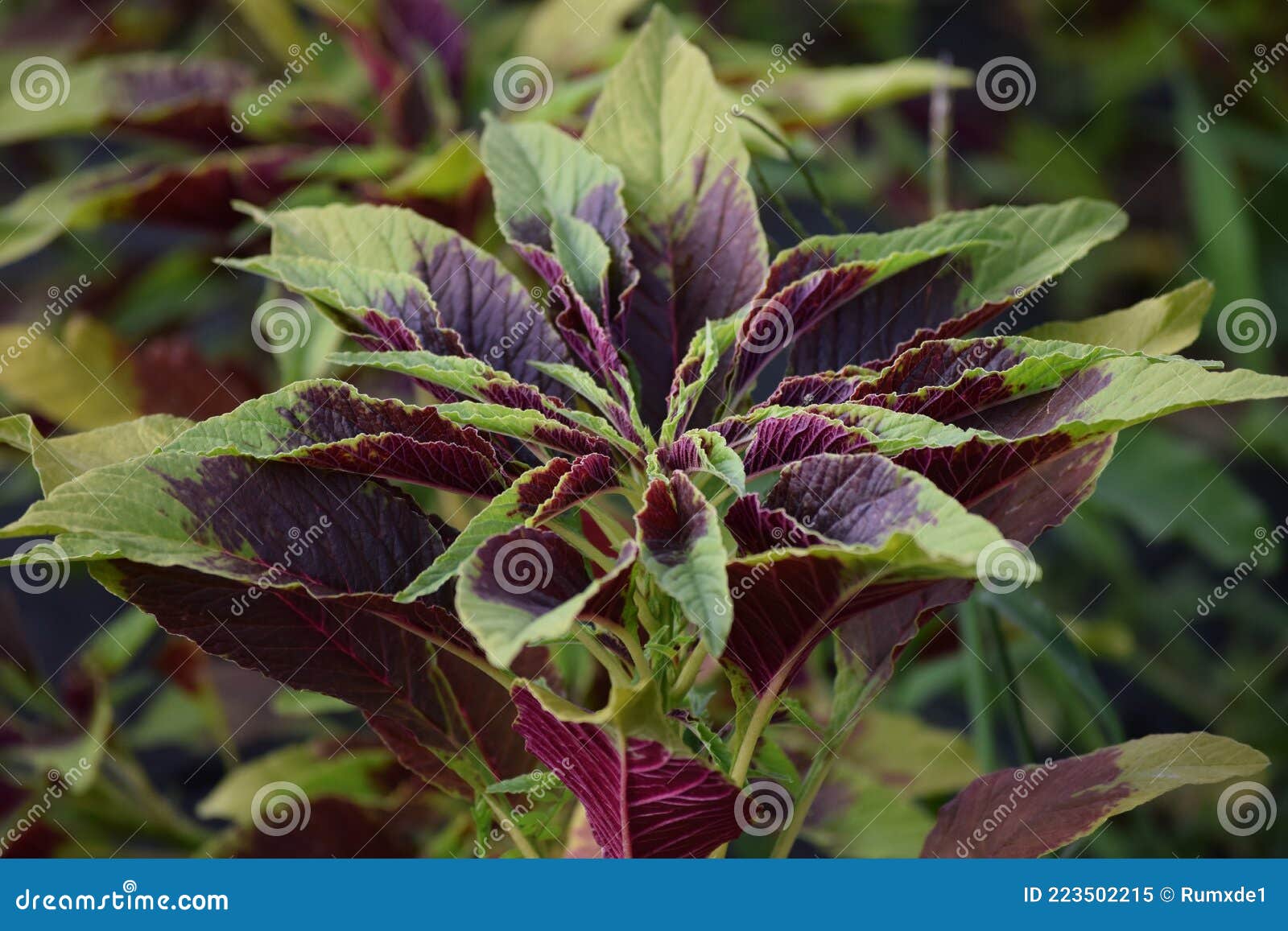 Colorful Vegetable Amaranth Stock Image - Image of edible, amaranth ...