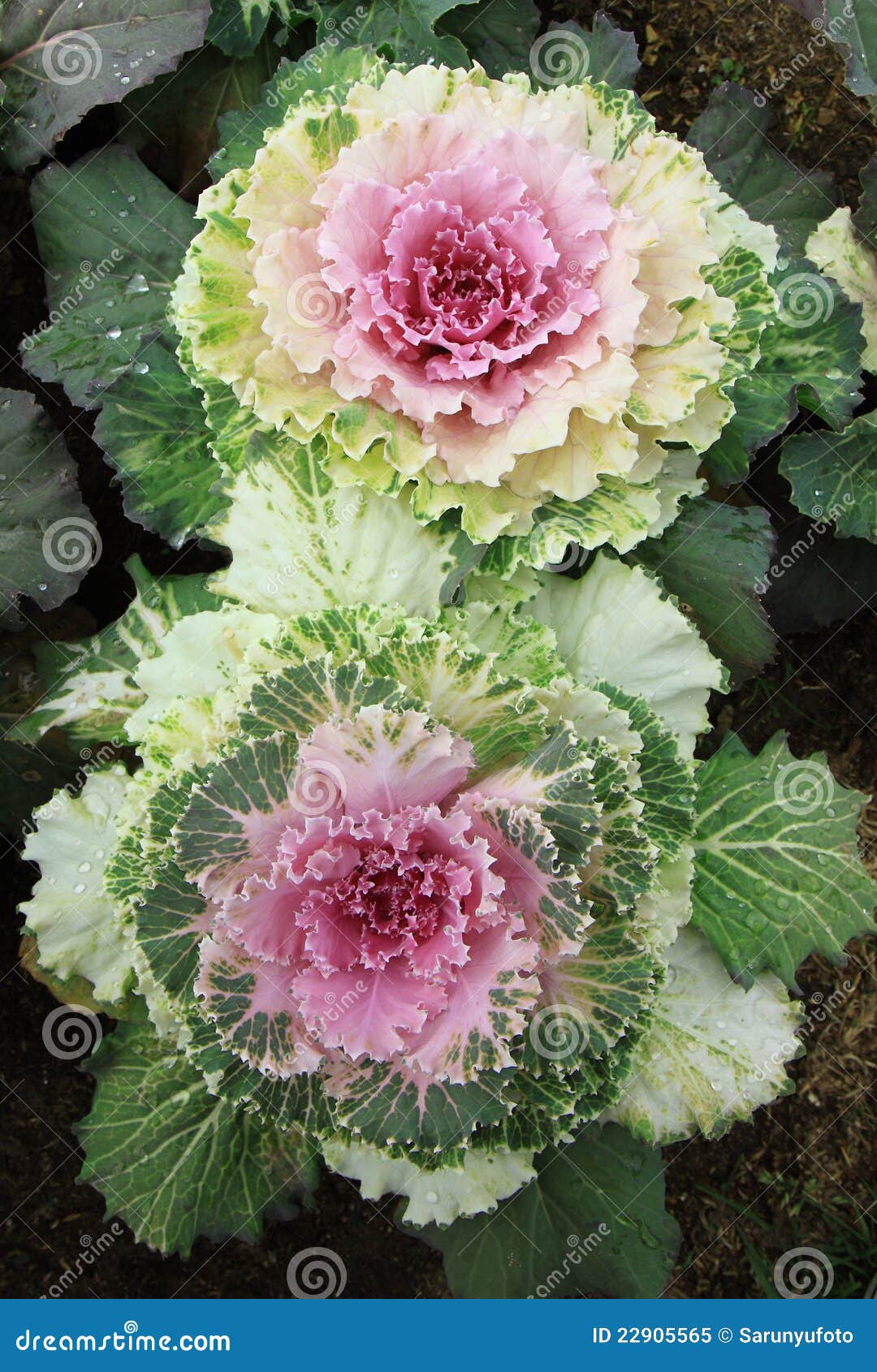 Colorful vegetable cabbage stock image. Image of head - 22905565