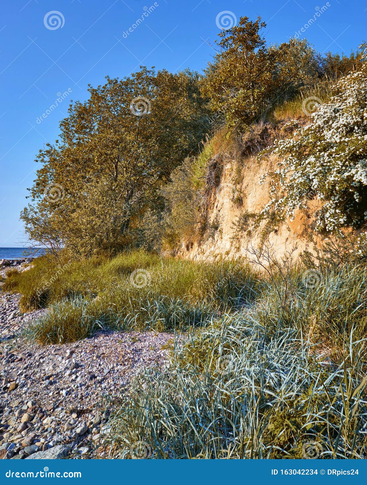Colorful Vegetation on the Baltic Sea Cliff Stock Photo - Image of ...