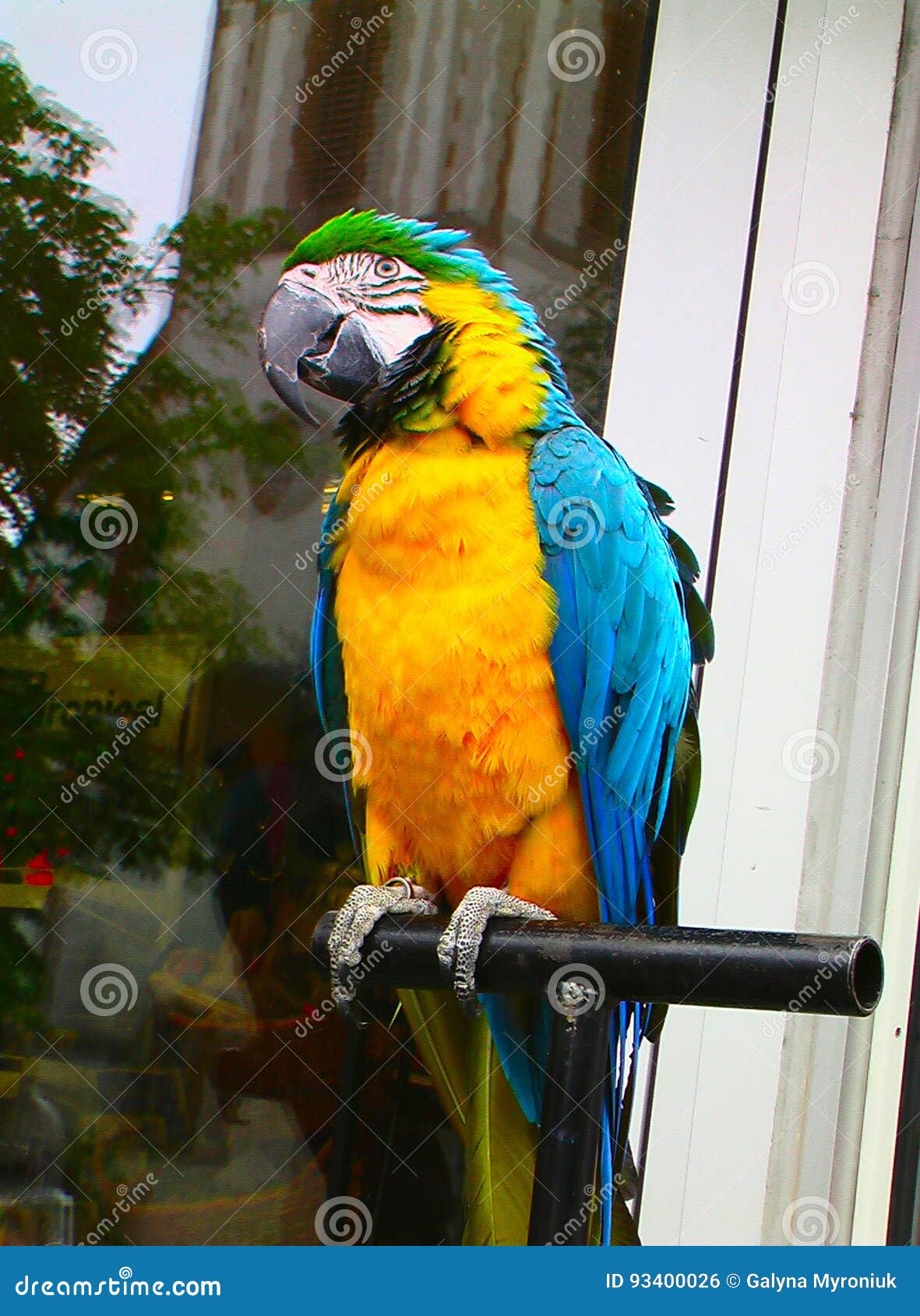 Colorful Very Nice Parrot that Sits on a Stick Stock Photo - Image of ...