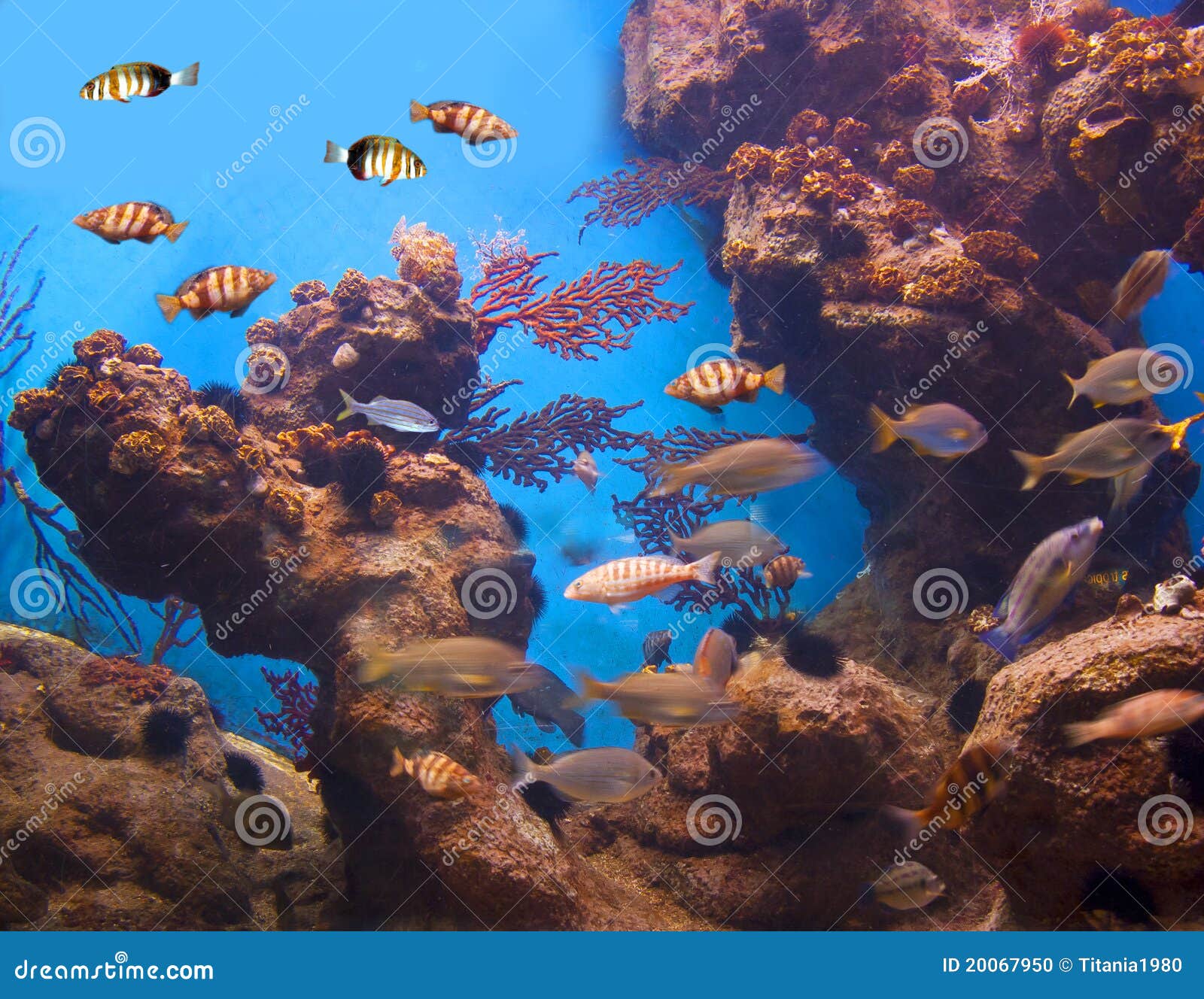 Colorful and Vibrant Aquarium Life Stock Photo - Image of deep ...