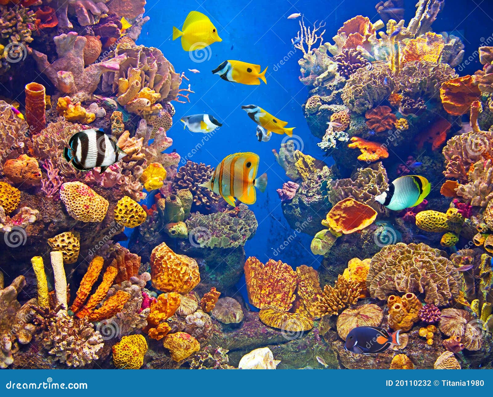 Colorful and Vibrant Aquarium Life Stock Photo - Image of fish, natural ...