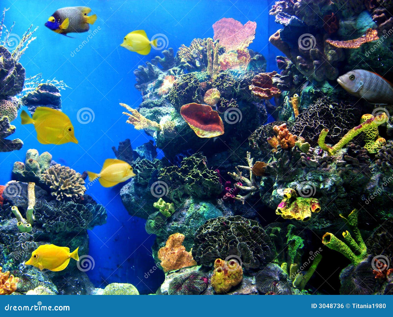 Colorful and Vibrant Aquarium Life Stock Photo - Image of exploration ...