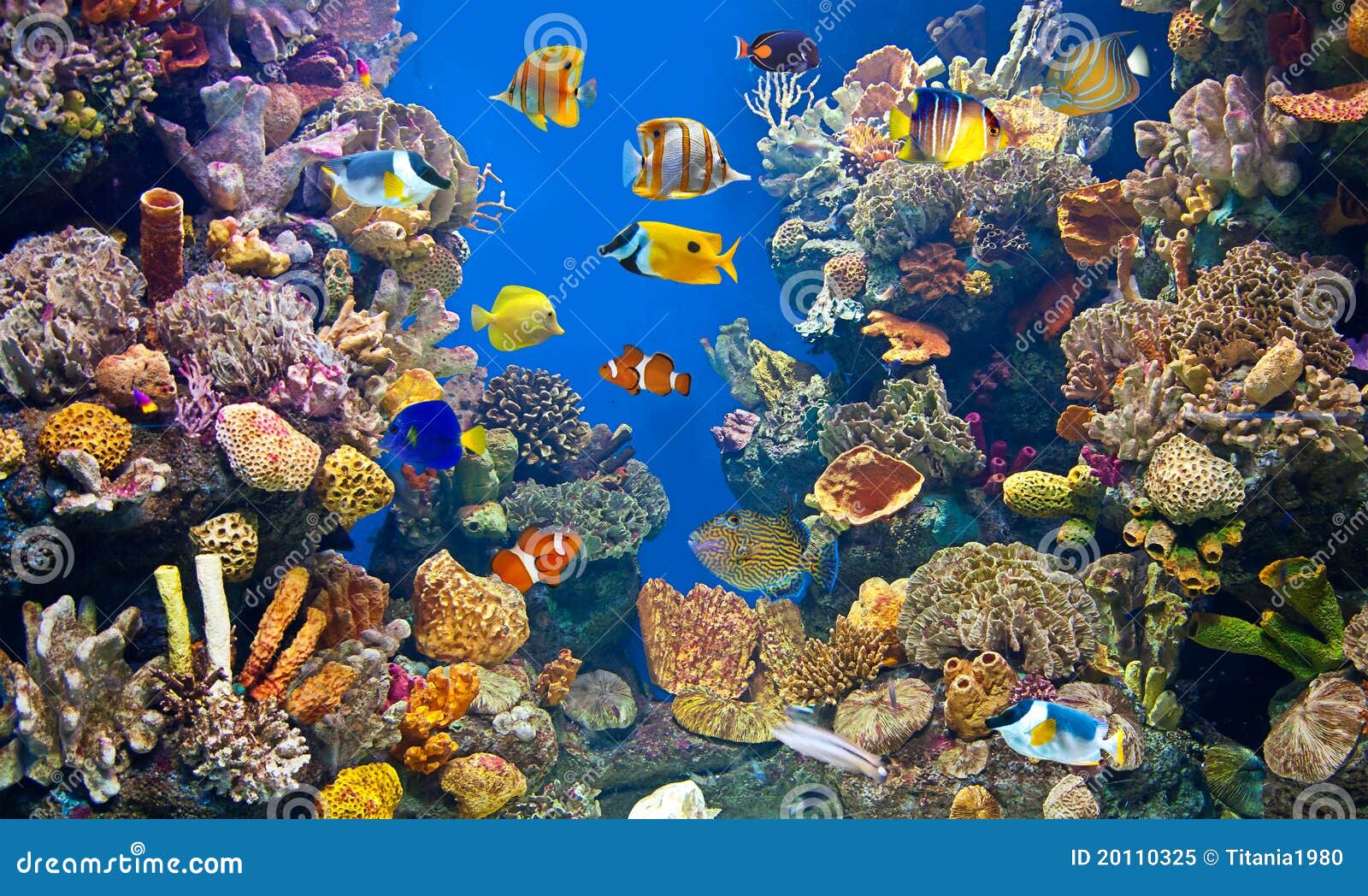 Colorful and Vibrant Aquarium Life (large) Stock Image - Image of ocean ...