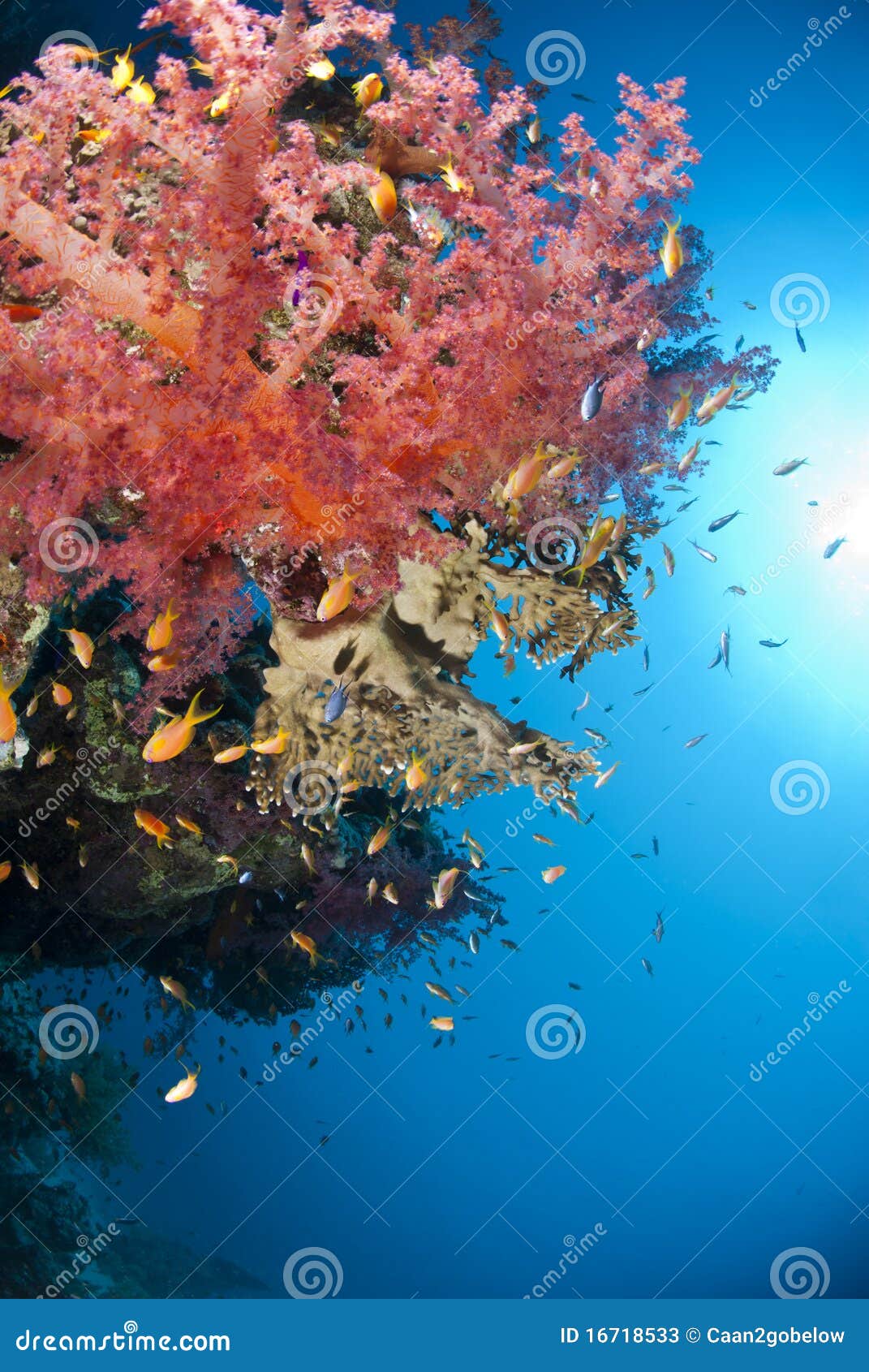 Colorful and Vibrant Tropical Soft Coral Reef. Stock Image - Image of ...