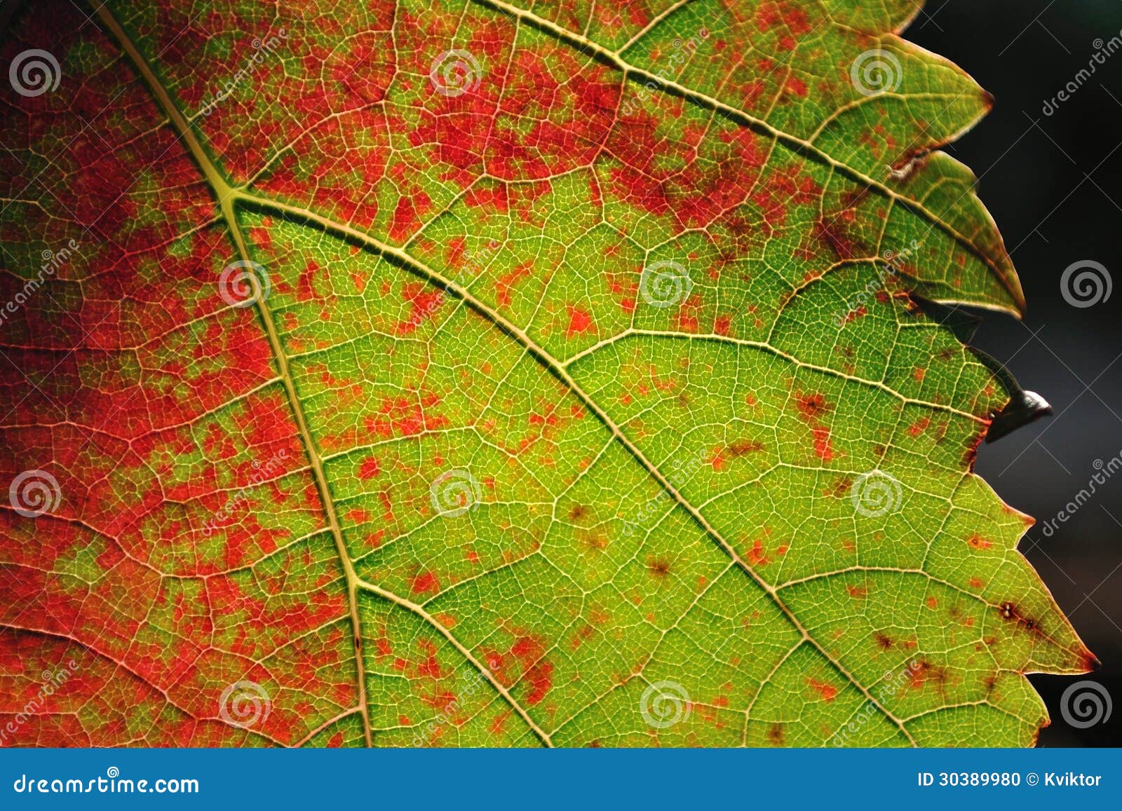 Colorful Vine Leaf for Background Stock Photo - Image of green, brown ...
