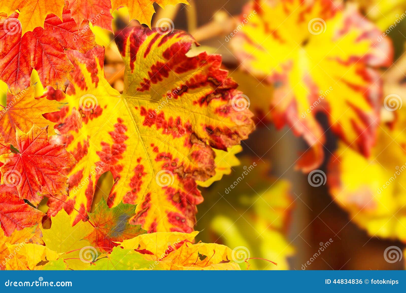 Colorful vine leaves stock photo. Image of gold, nature - 44834836