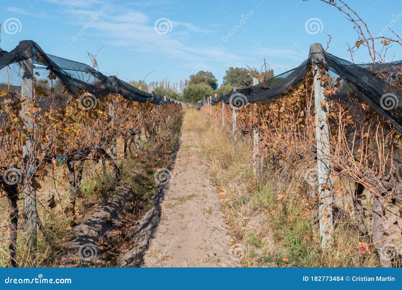 Colorful Vineyard in Abandoned Autumn Stock Photo - Image of farming ...