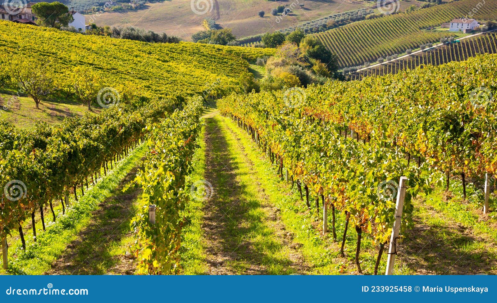 Colorful Vineyard in Fall, Autumn Nature Landscape Stock Photo - Image ...