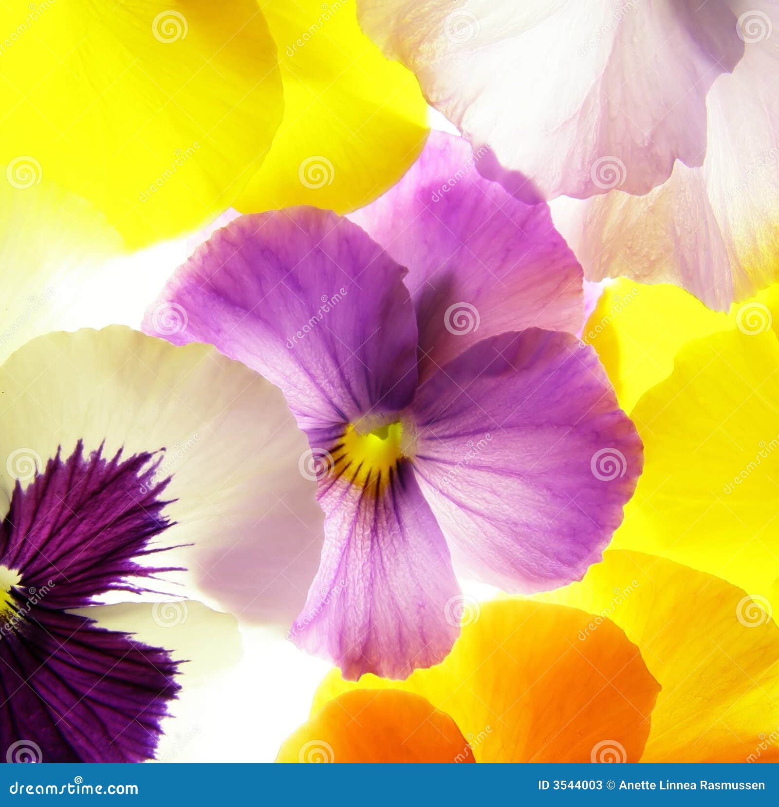 Colorful viola stock image. Image of violet, white, viola - 3544003