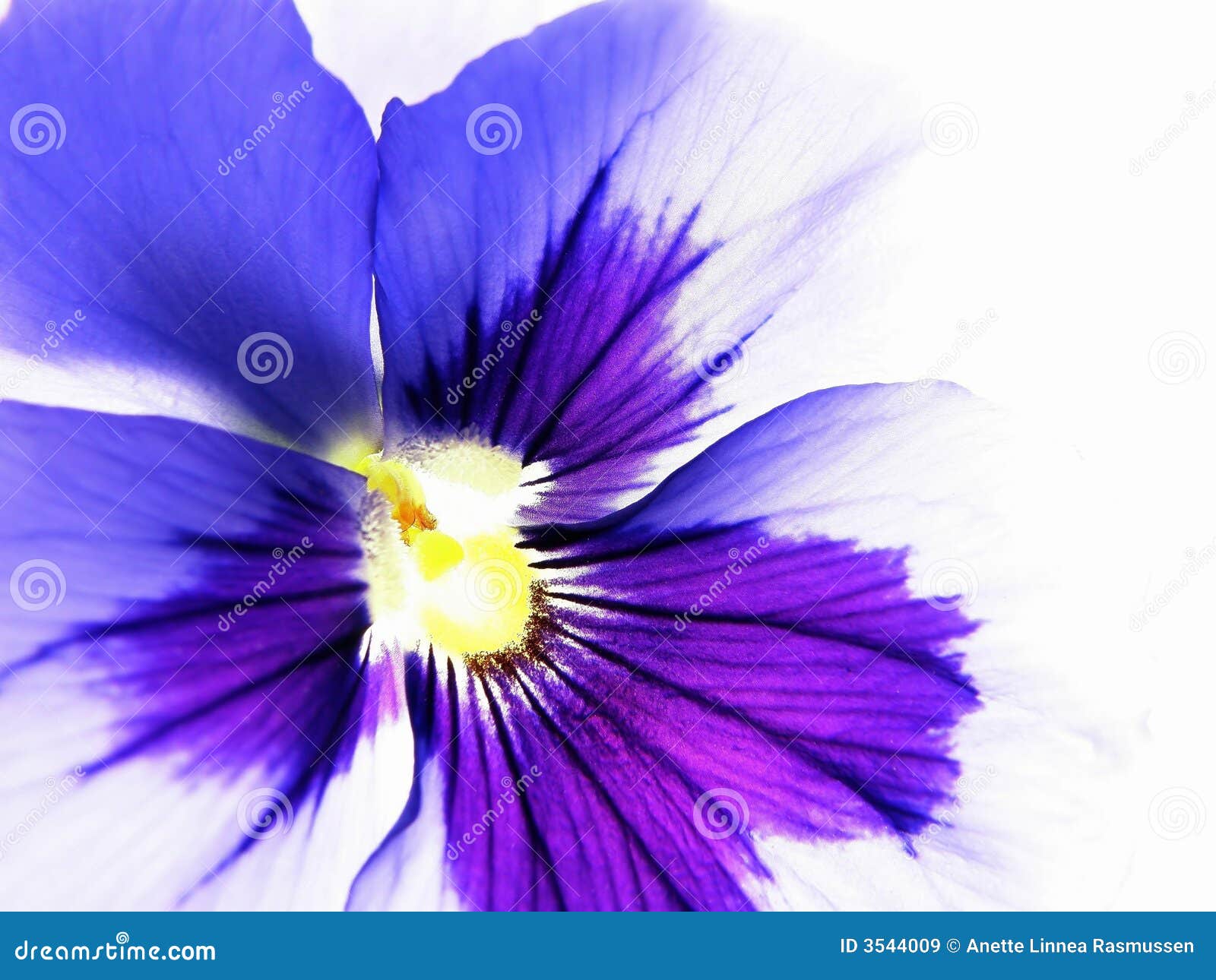 Colorful viola stock image. Image of tricolor, natural - 3544009