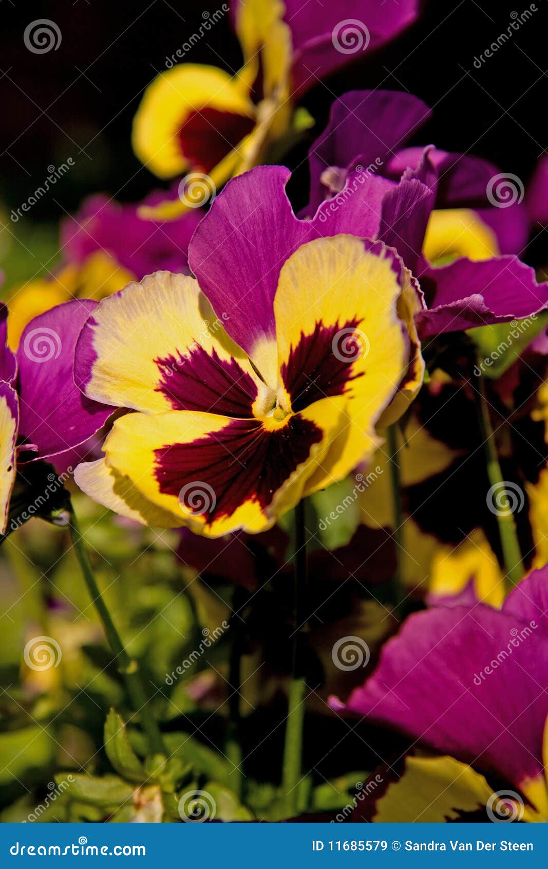 Colorful viola flowers stock image. Image of garden, petals - 11685579