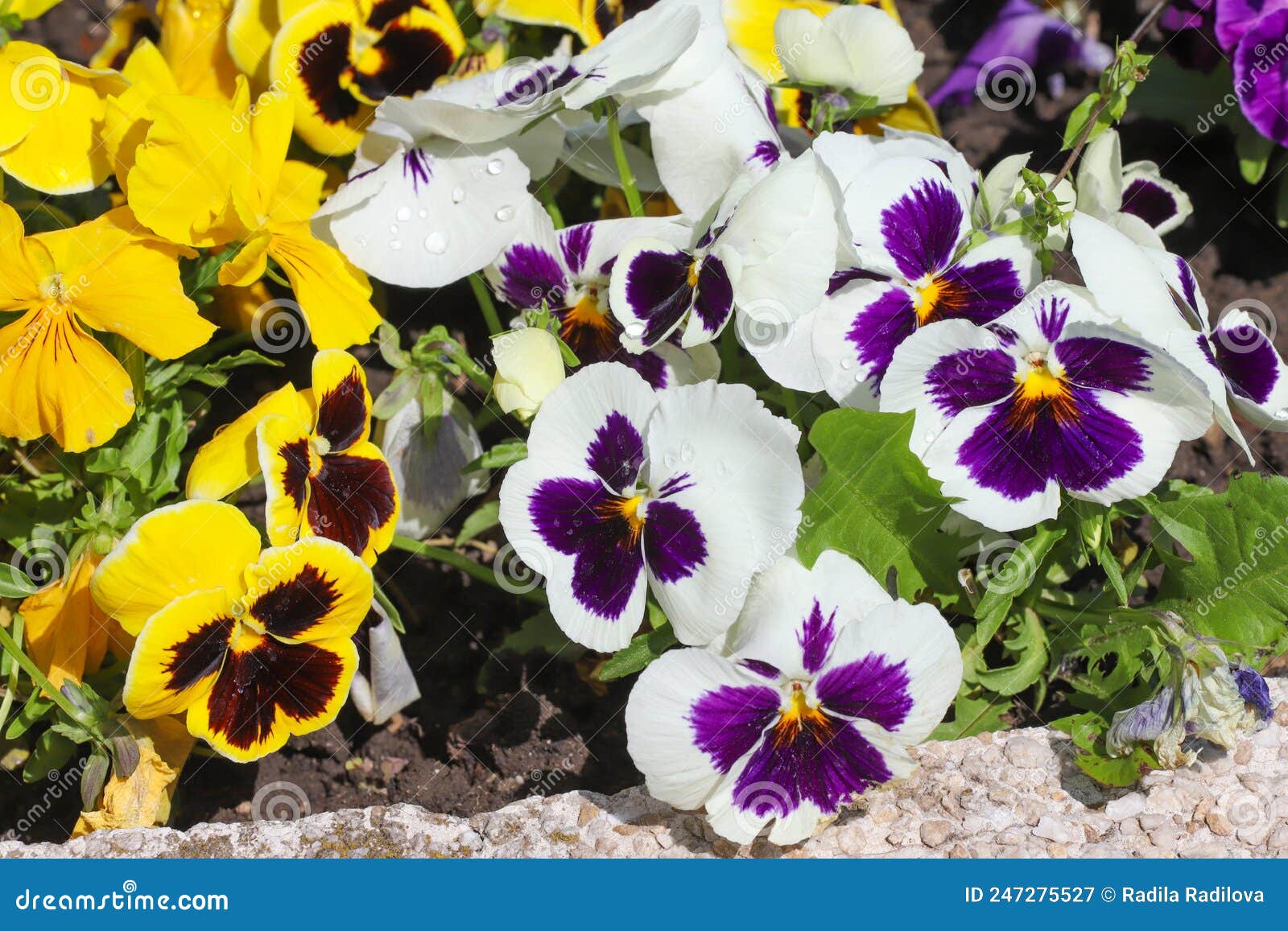 Colorful Violets Outdoor in Garden Stock Image - Image of yellow, flora ...