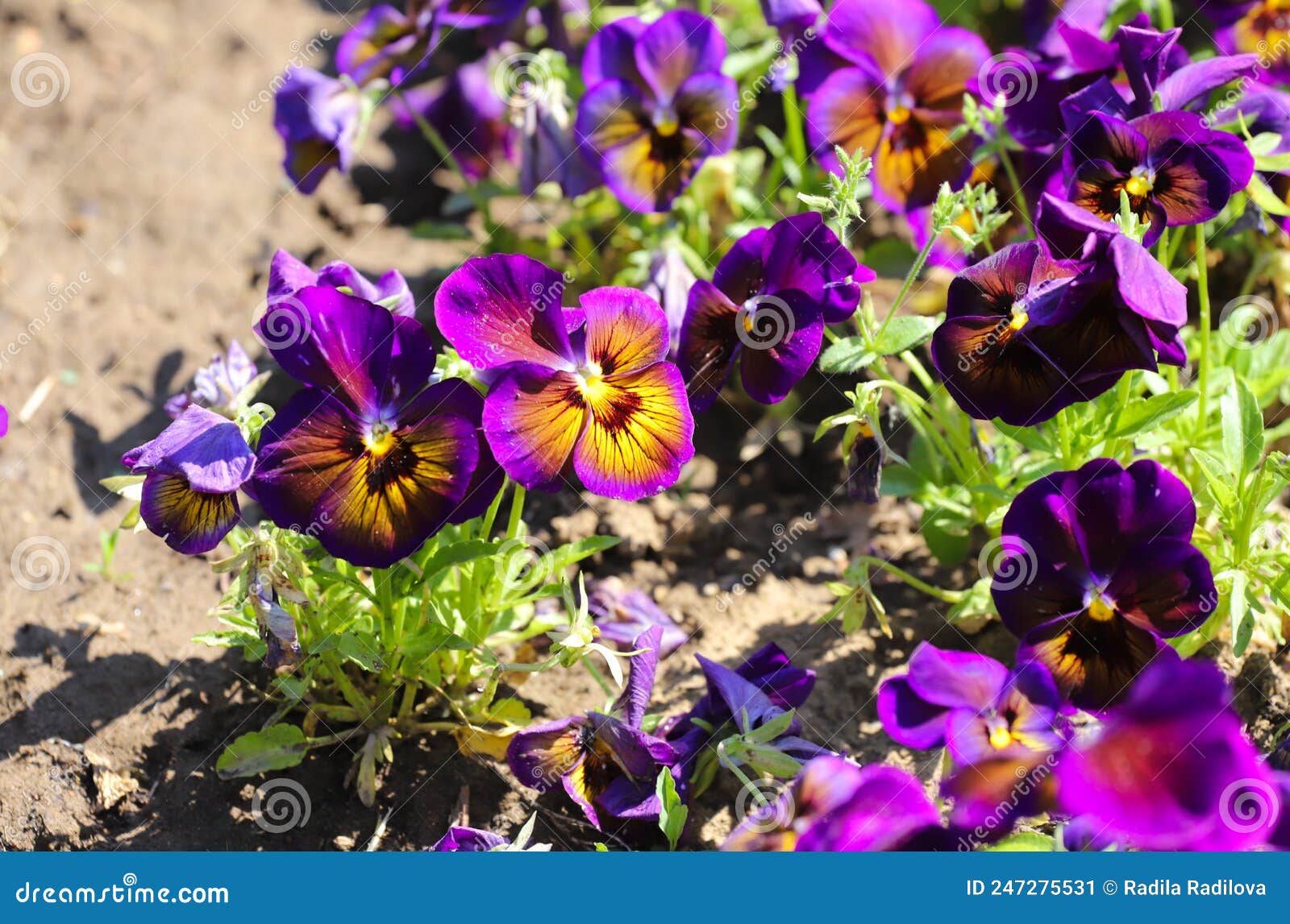 Colorful Violets Outdoor in Garden Stock Image - Image of violets, park ...