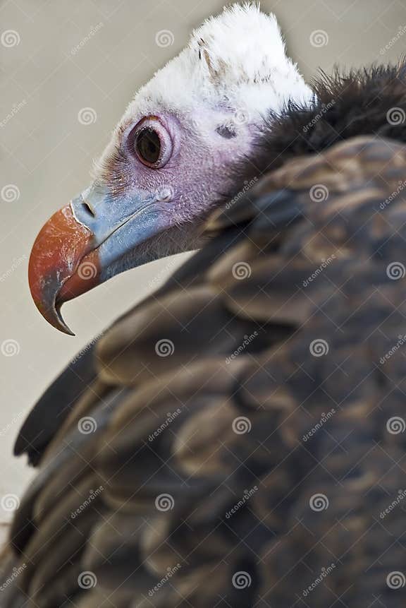 Colorful vulture. stock image. Image of live, hunting - 16058089