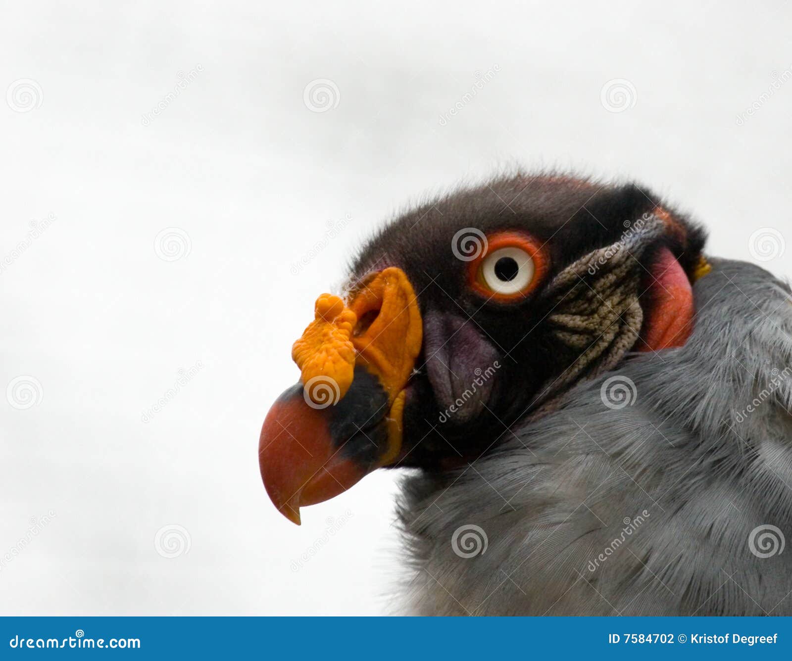 Colorful Vulture Head ( King Vulture ) Stock Photo - Image of portrait ...