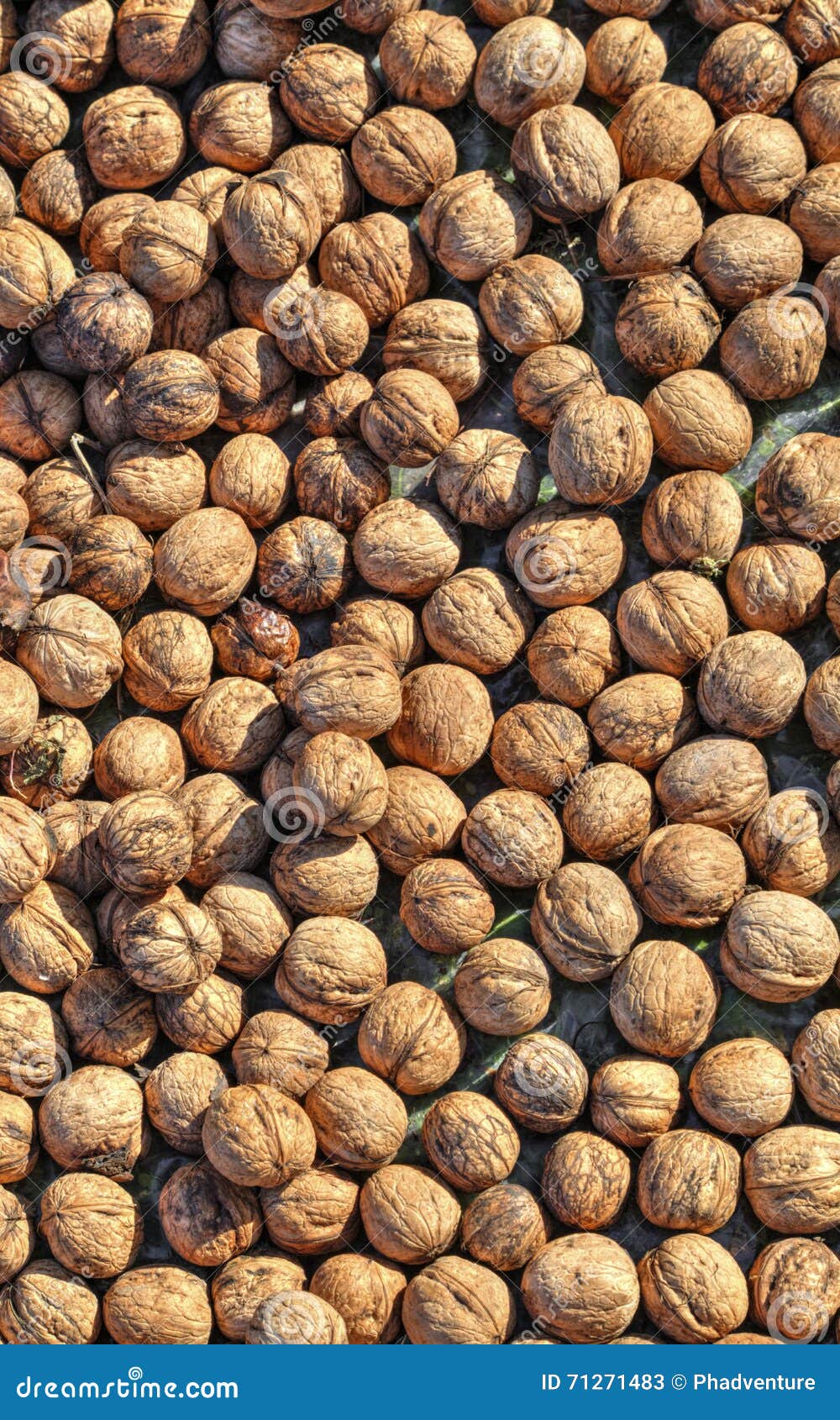 Colorful Walnuts Background Stock Image - Image of dried, background ...