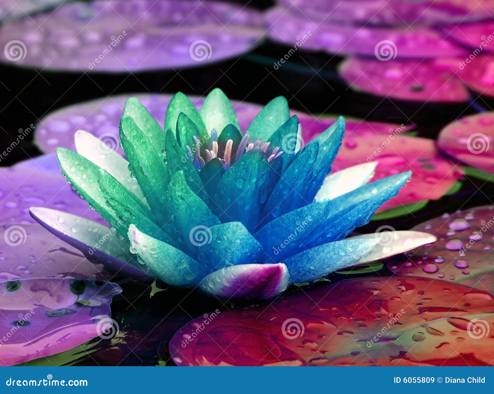 Colorful water lily stock image. Image of green, lake - 6055809